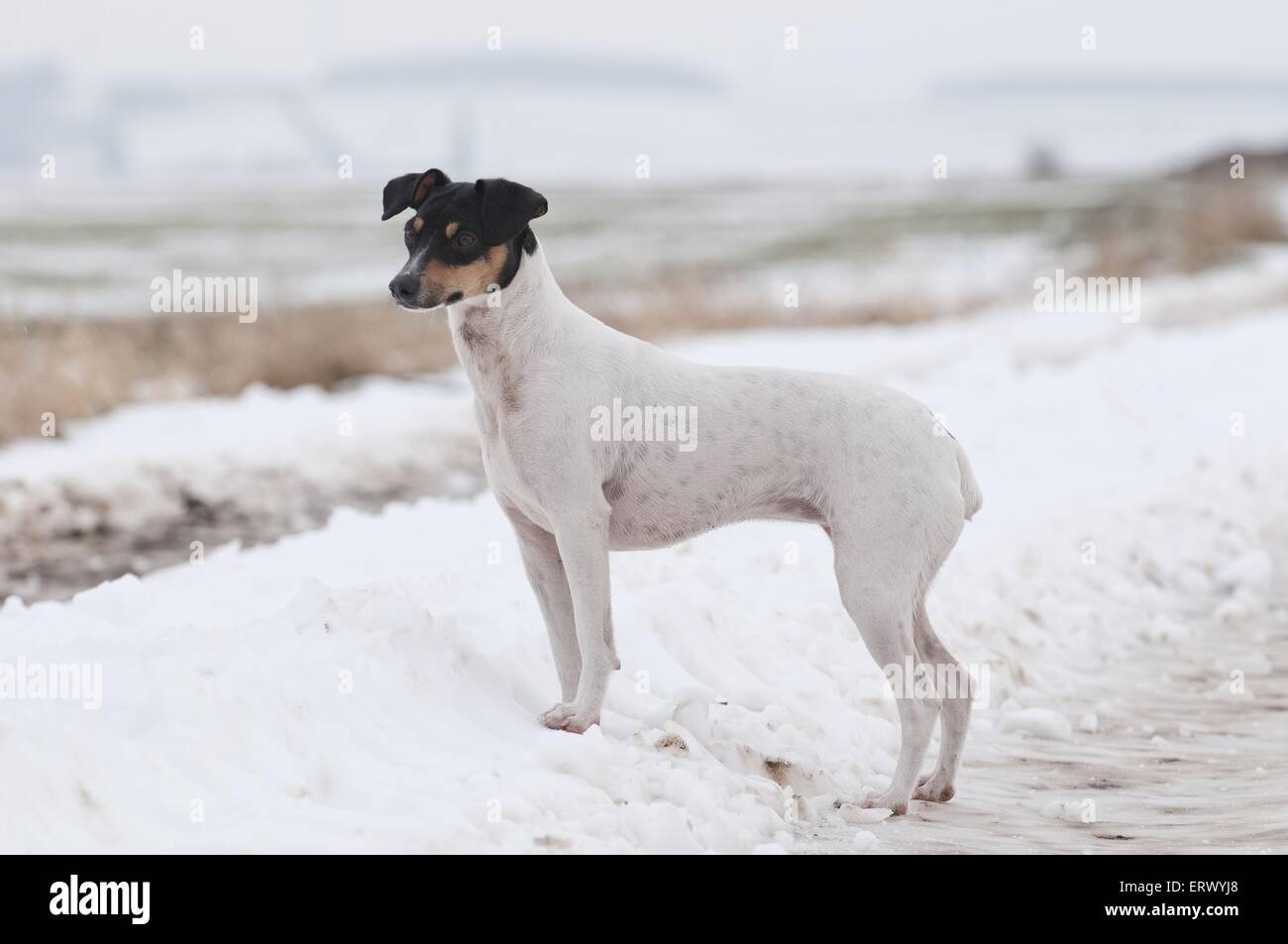 Ratonero bodeguero andaluz Banque de photographies et d’images à haute ...