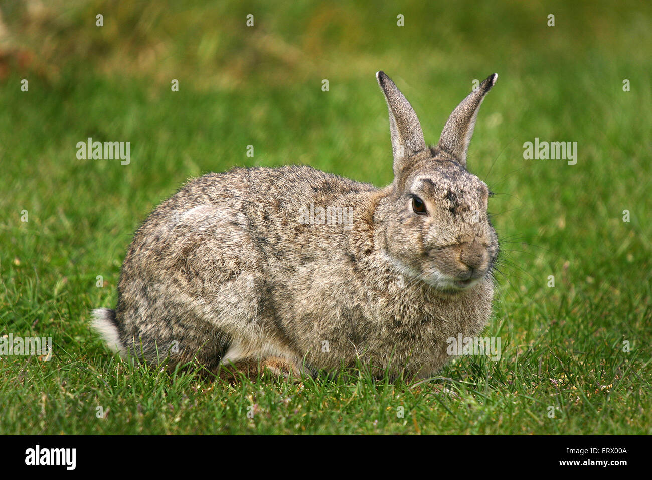 Races de lapin Banque de photographies et d’images à haute résolution - Alamy