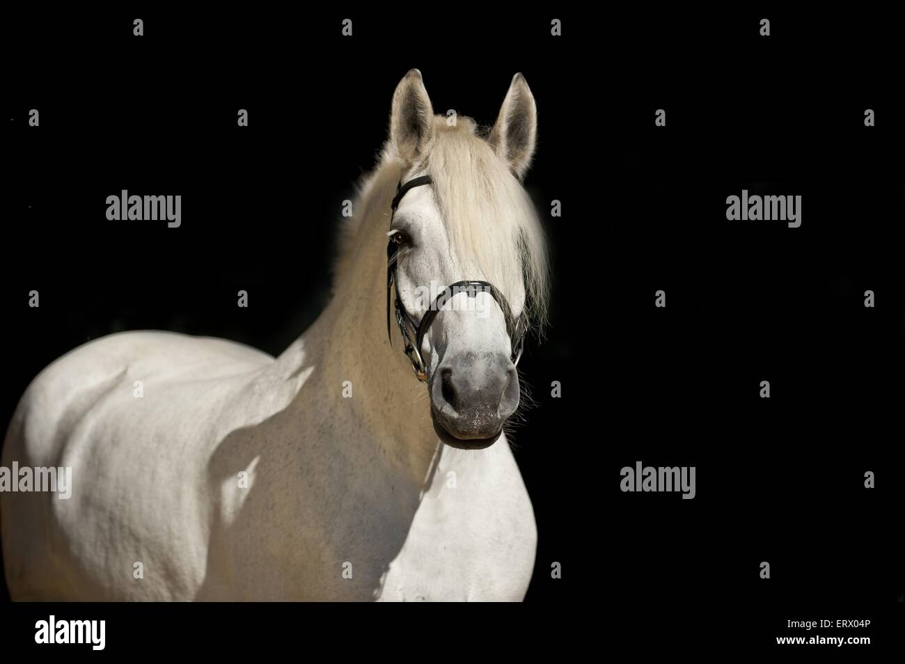 Cheval percheron noir Banque de photographies et d’images à haute ...