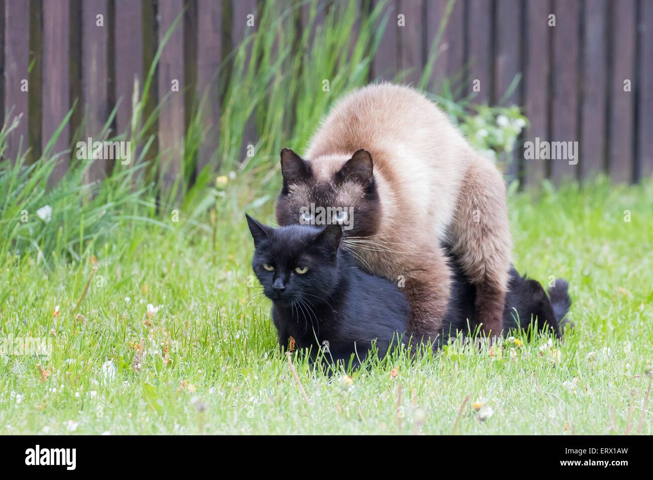 Mating domestic cats Banque de photographies et d’images à haute résolution - Alamy