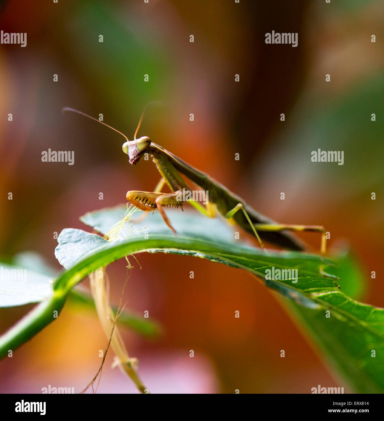 Praying mantis madagascar Banque de photographies et d’images à haute ...