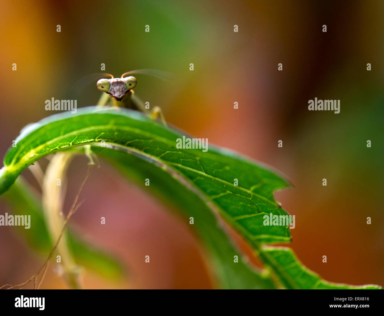 Praying mantis madagascar Banque de photographies et d’images à haute ...