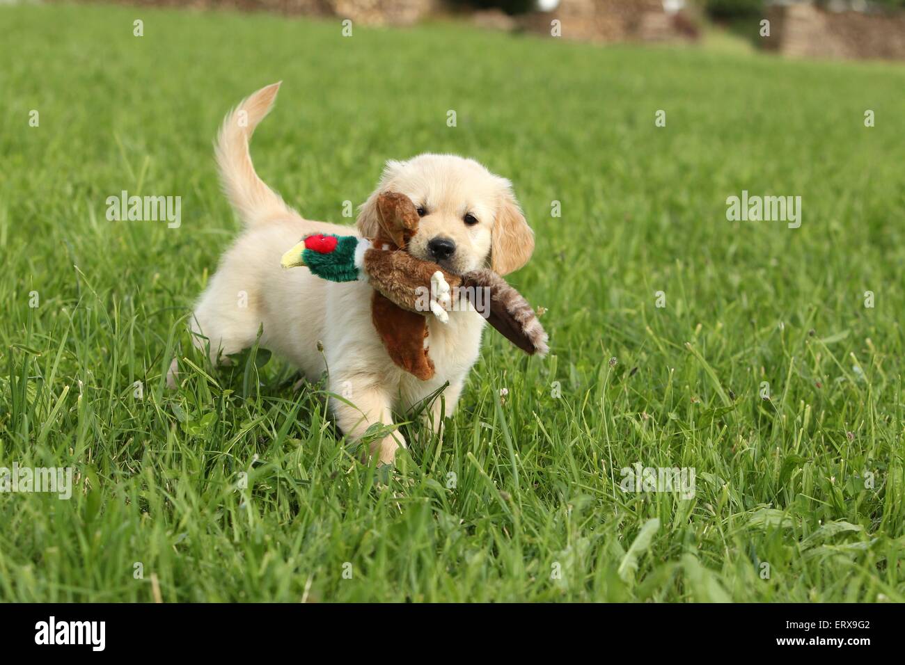 Chiot golden retriever Banque de photographies et d’images à haute ...