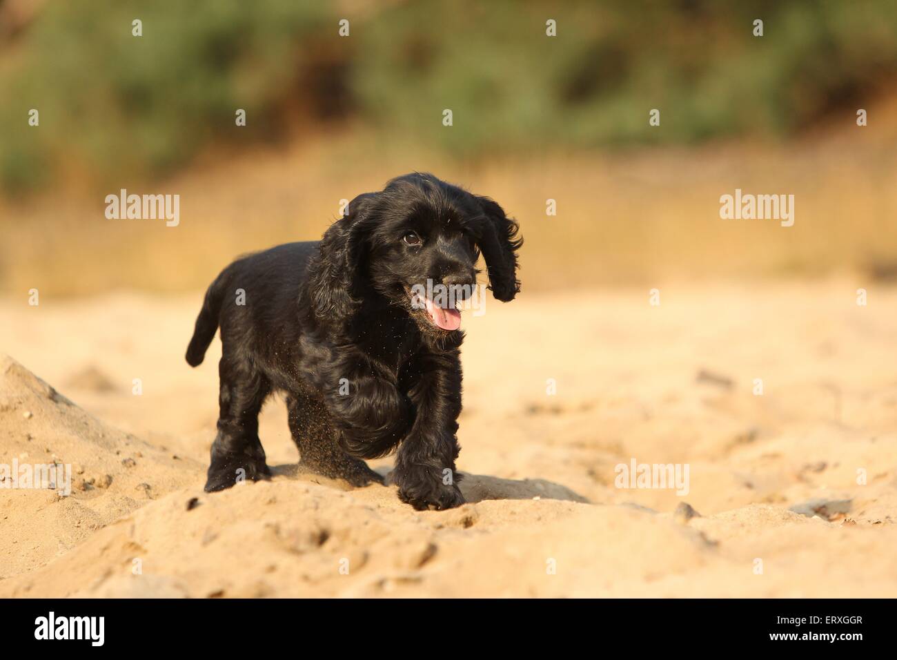 English cocker spaniel puppy Banque de photographies et d’images à ...