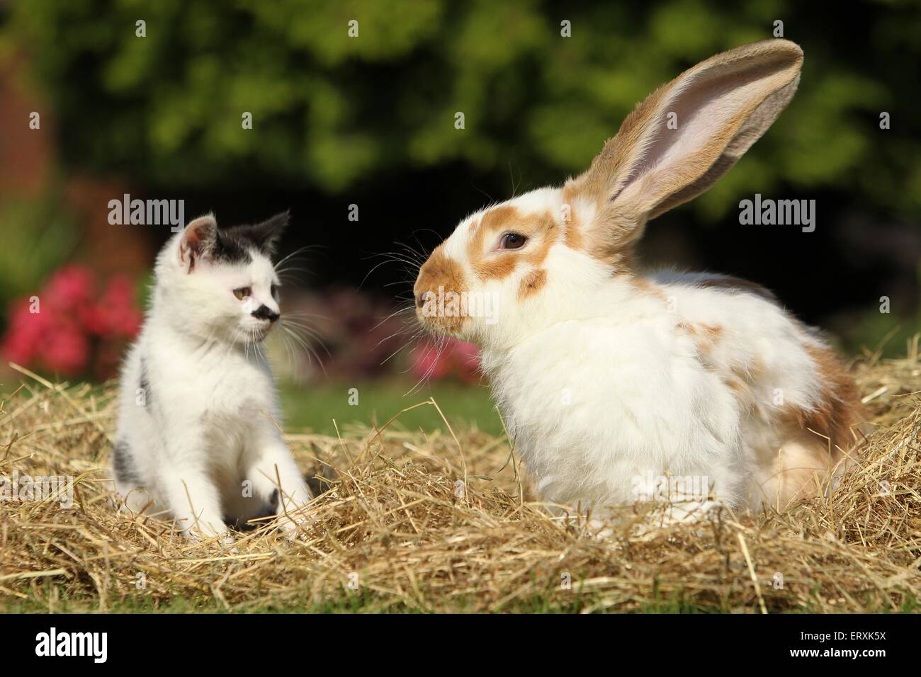 Chat géant Banque de photographies et d’images à haute résolution - Alamy
