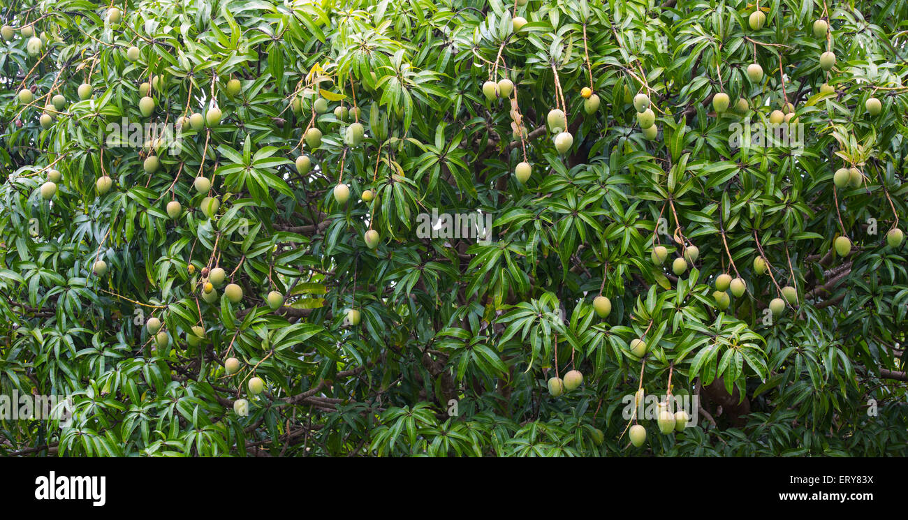 Les mangues sur un manguier, Queensland, Australie Photo Stock - Alamy