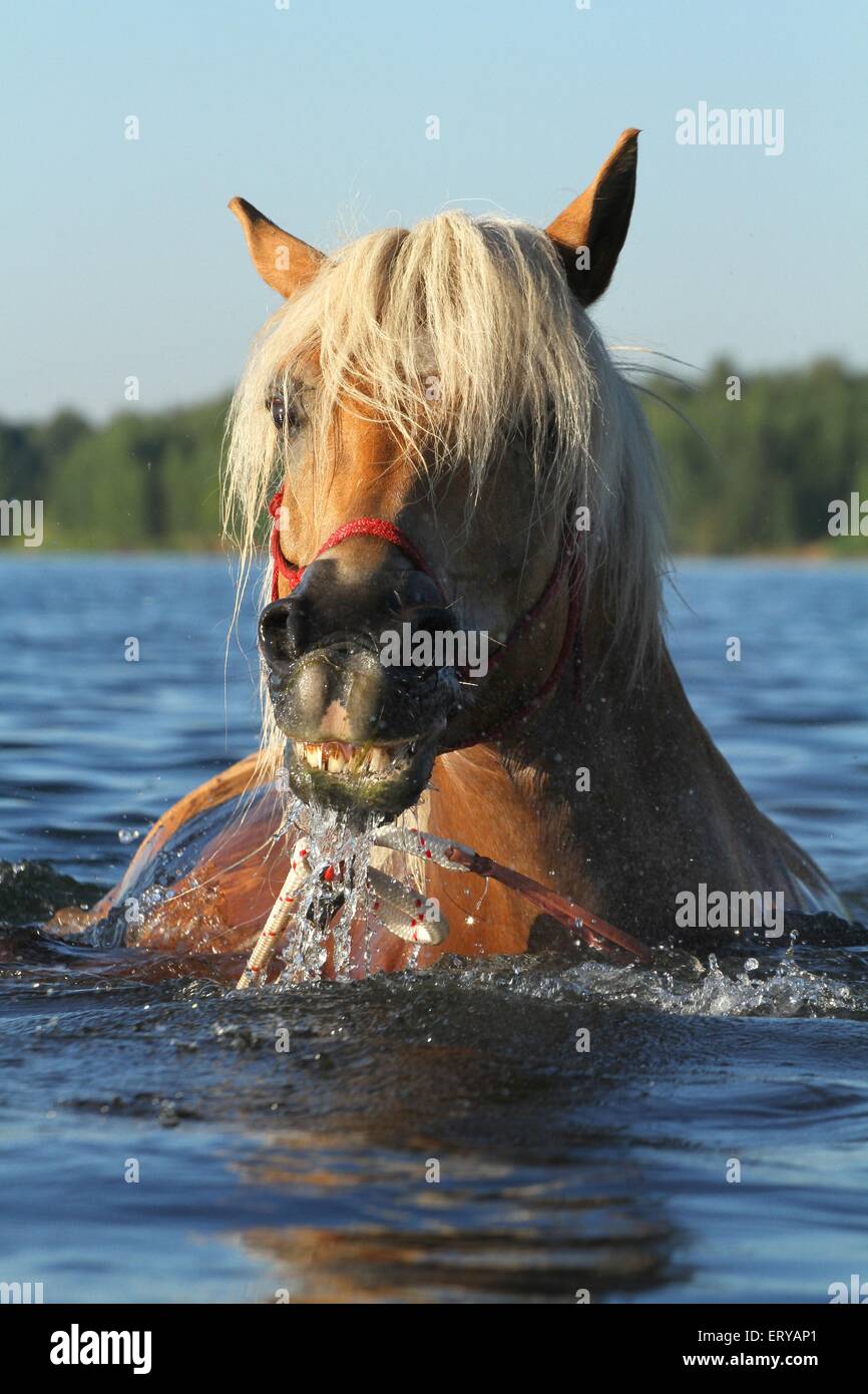Cheval lac eau Banque de photographies et d’images à haute résolution ...