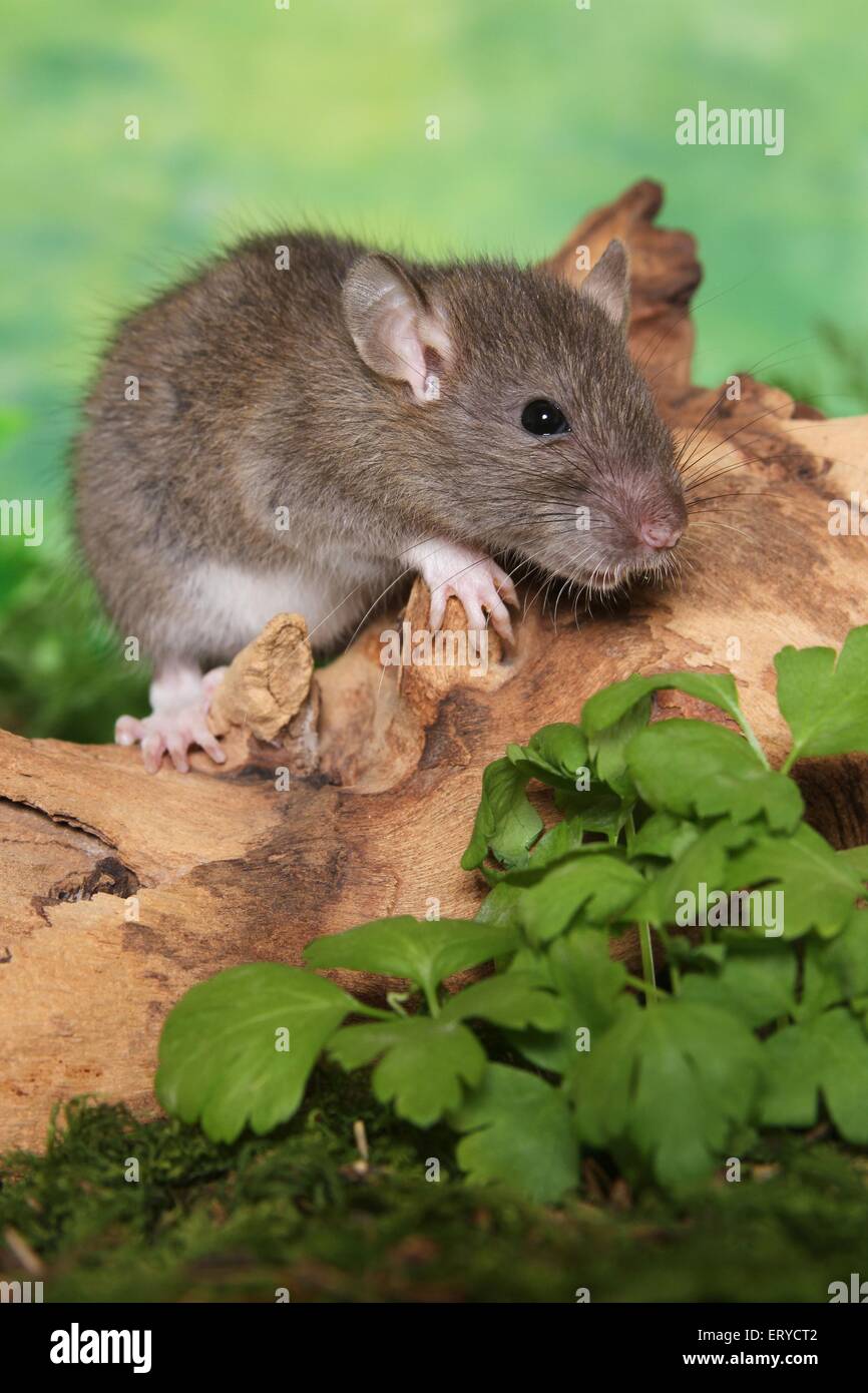 Rats des arbres Banque de photographies et d’images à haute résolution ...