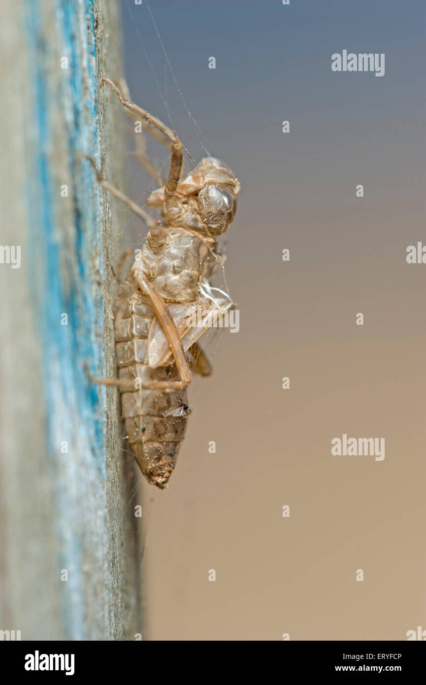 Mue insecte Banque de photographies et d’images à haute résolution - Alamy