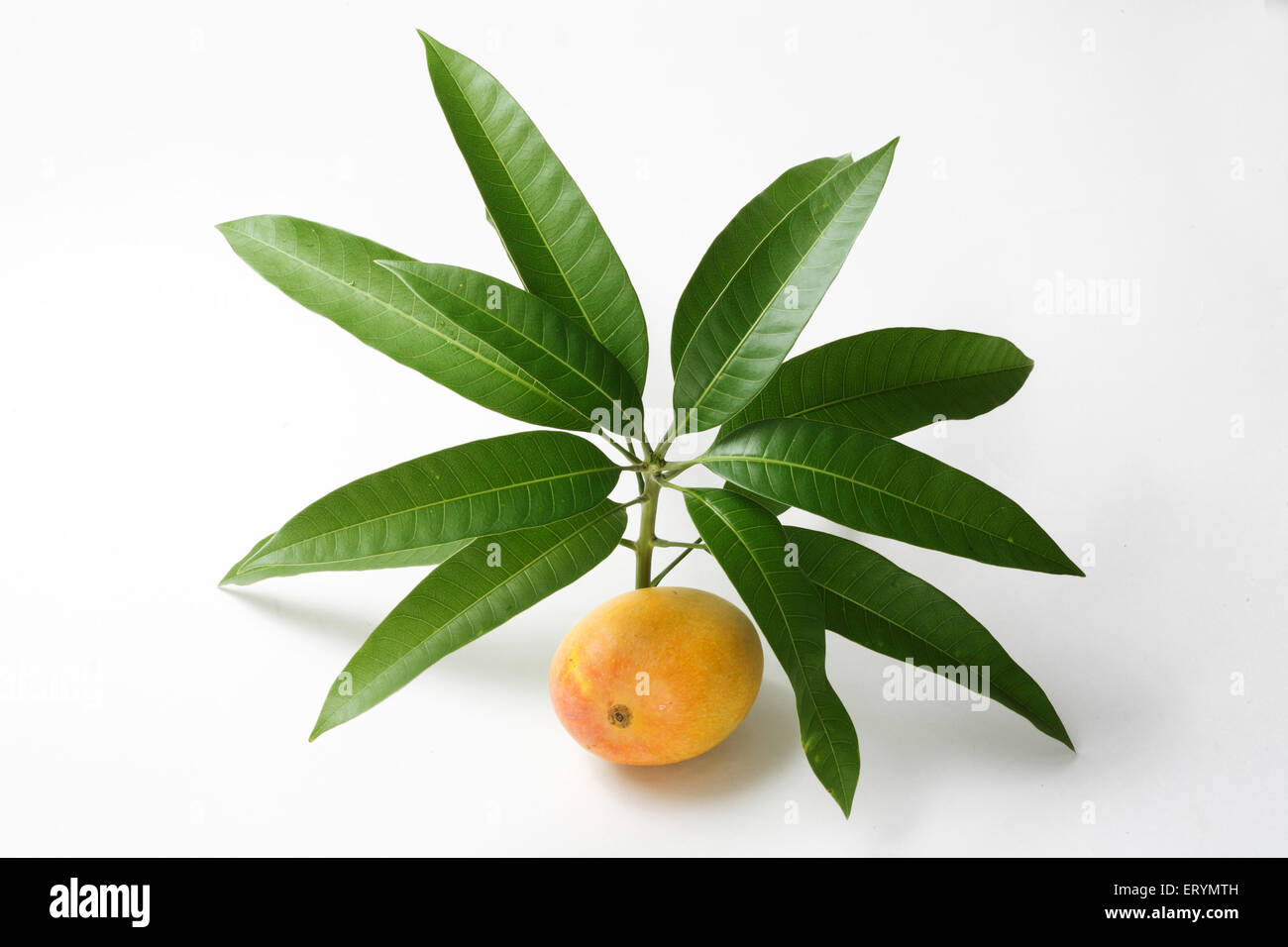 Alphonso mango leaf Banque de photographies et d’images à haute ...