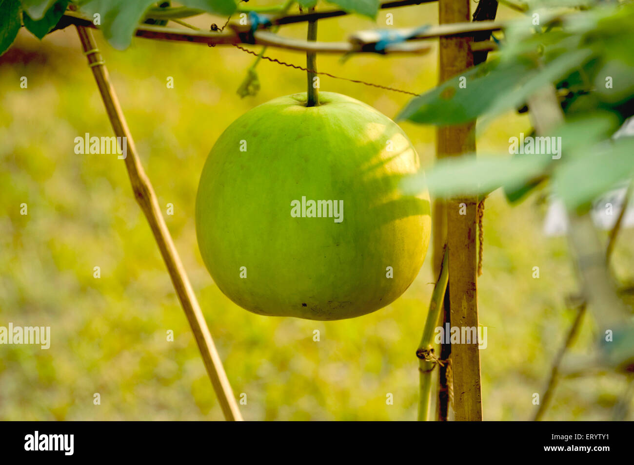 White flowered gourd Banque de photographies et d’images à haute ...