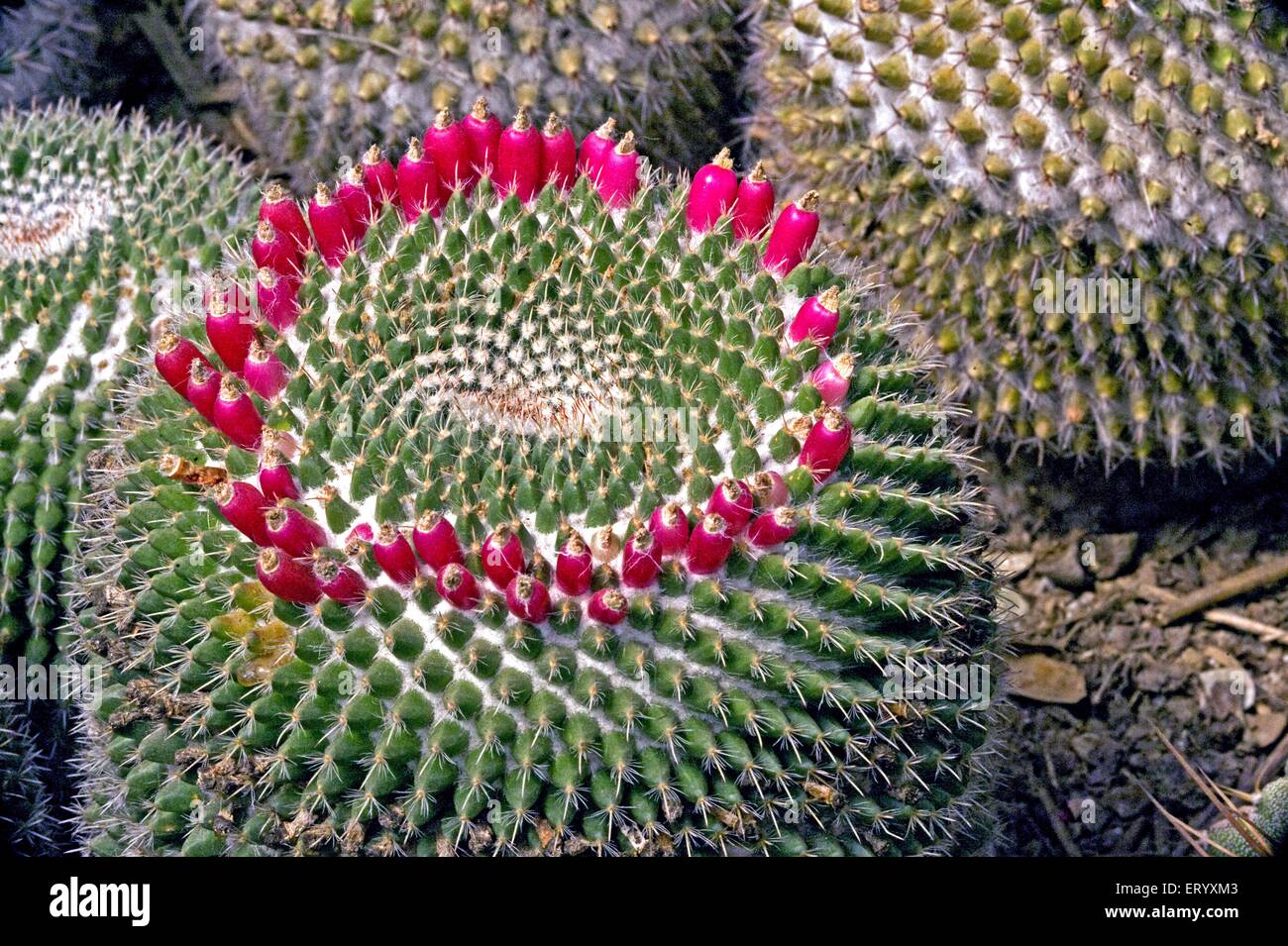Mammillaria separavivi, fleurs de cactus en fleurs, pépinière Cacti ...