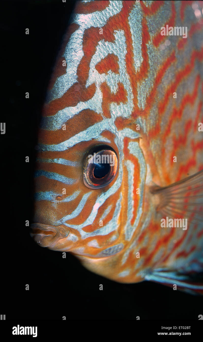 Poissons poissons roberto nistri aquarium aquariums vertical Banque de ...