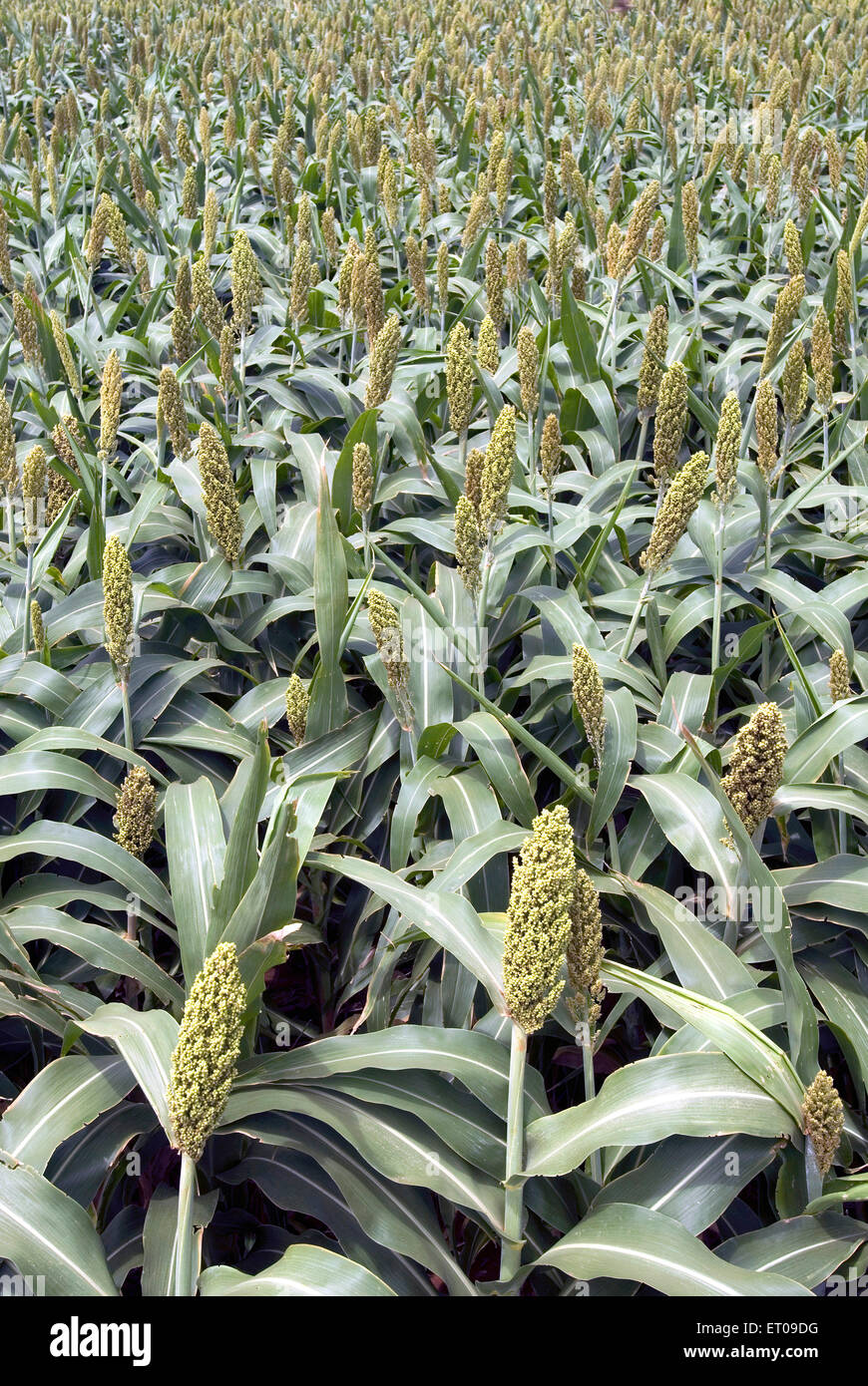Sorghum Vulgare Banque d'image et photos - Alamy