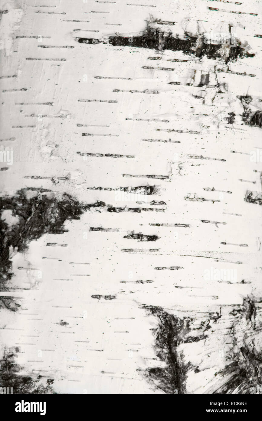 L'écorce de bouleau naturel de texture. Libre Photo Stock - Alamy