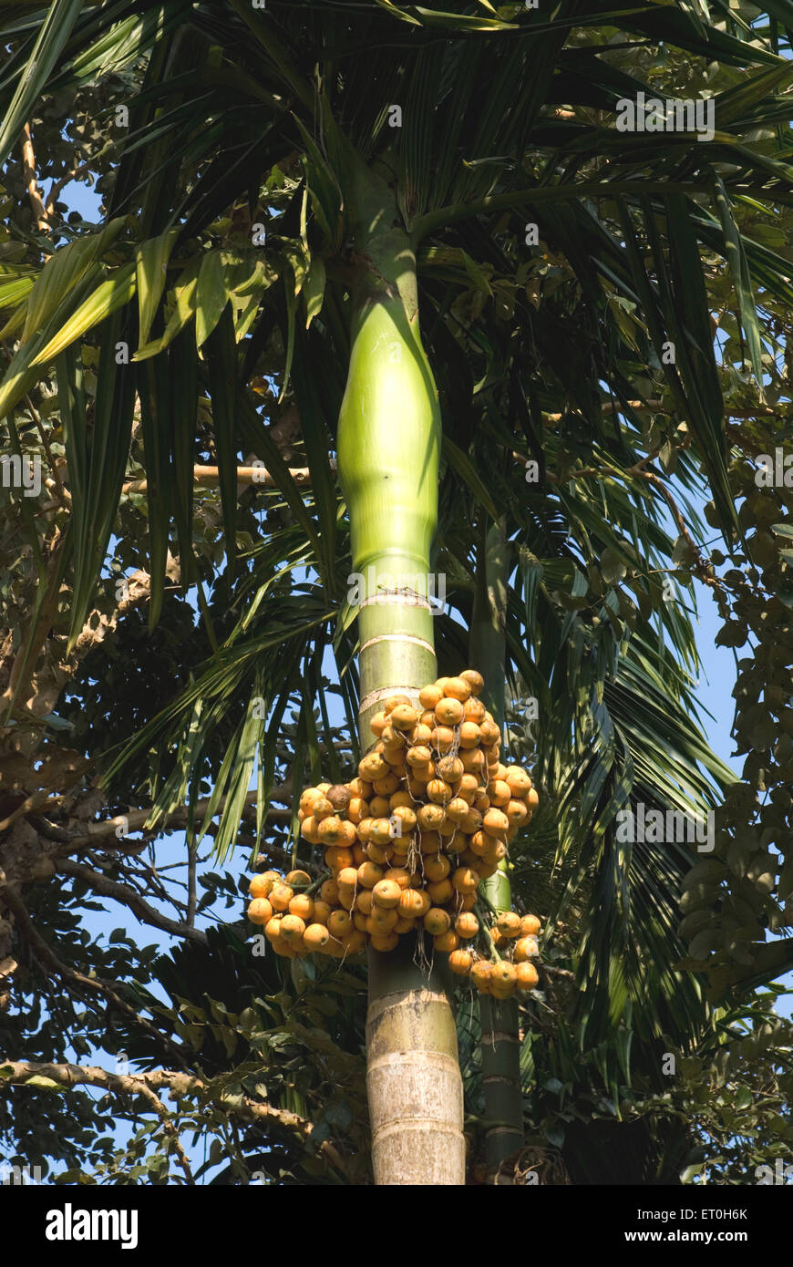 Arbres d'arec Banque de photographies et d’images à haute résolution ...