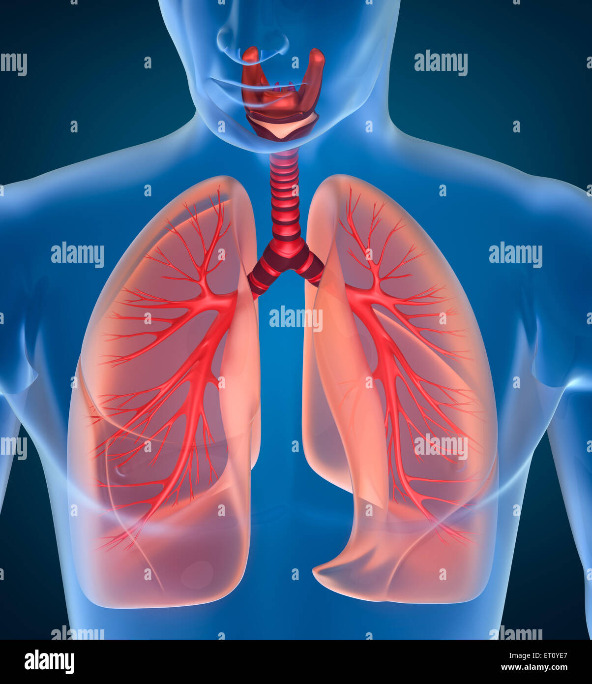 Anatomie du système respiratoire humain Photo Stock - Alamy