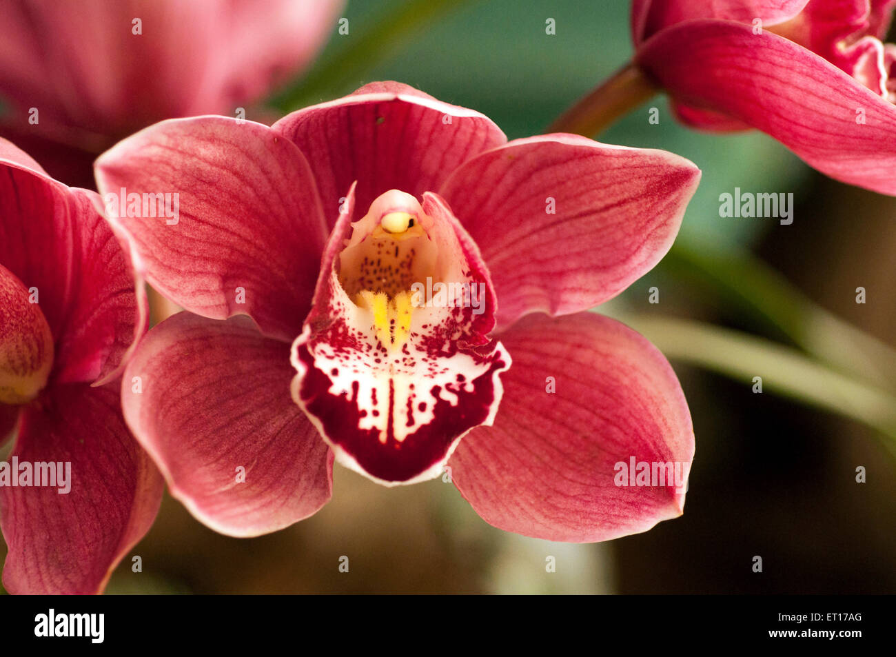 Indian orchids Banque de photographies et d’images à haute résolution ...