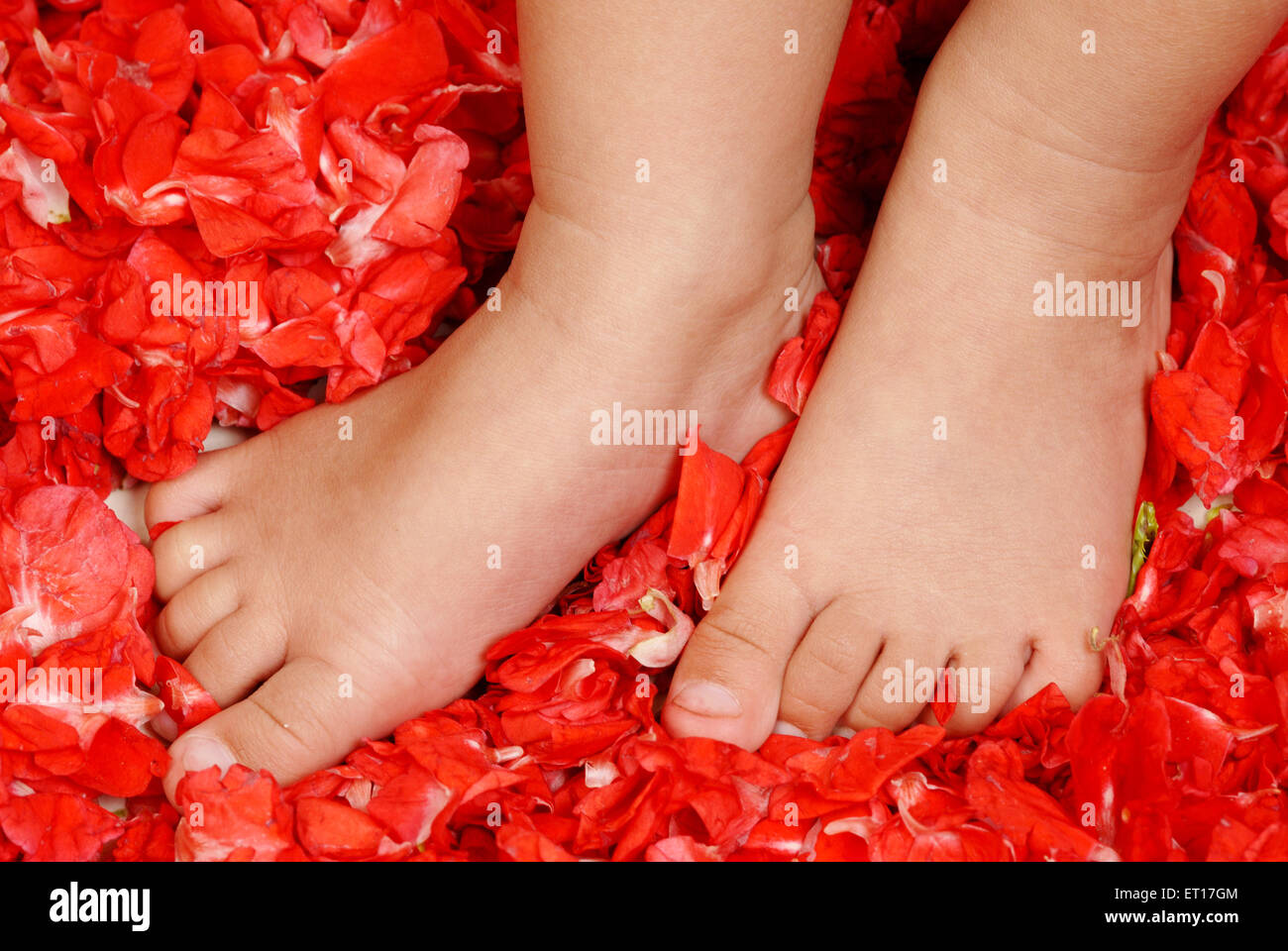 Rose debout Banque de photographies et d’images à haute résolution - Alamy