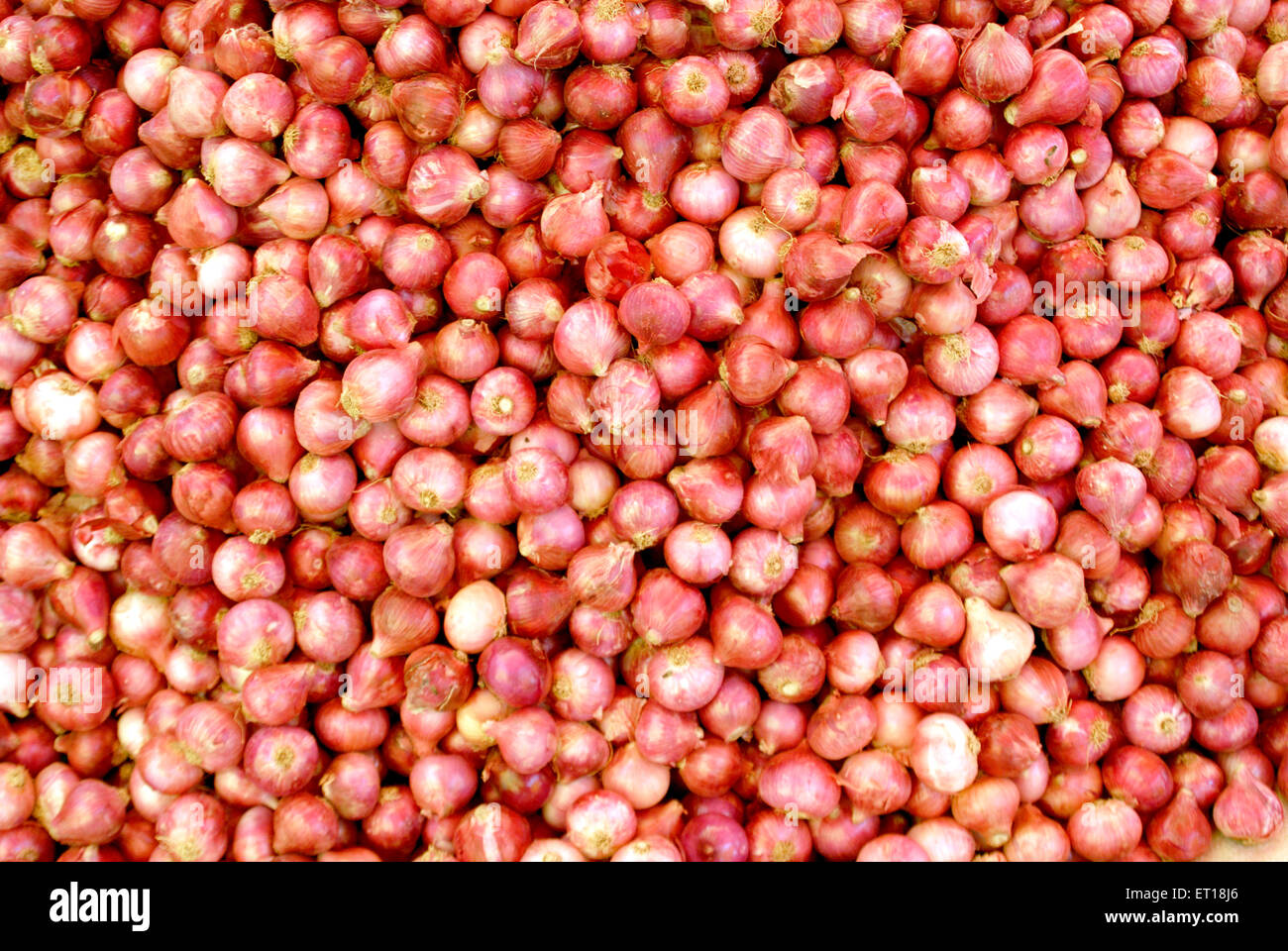 Bulbe oignon Banque de photographies et d’images à haute résolution - Alamy