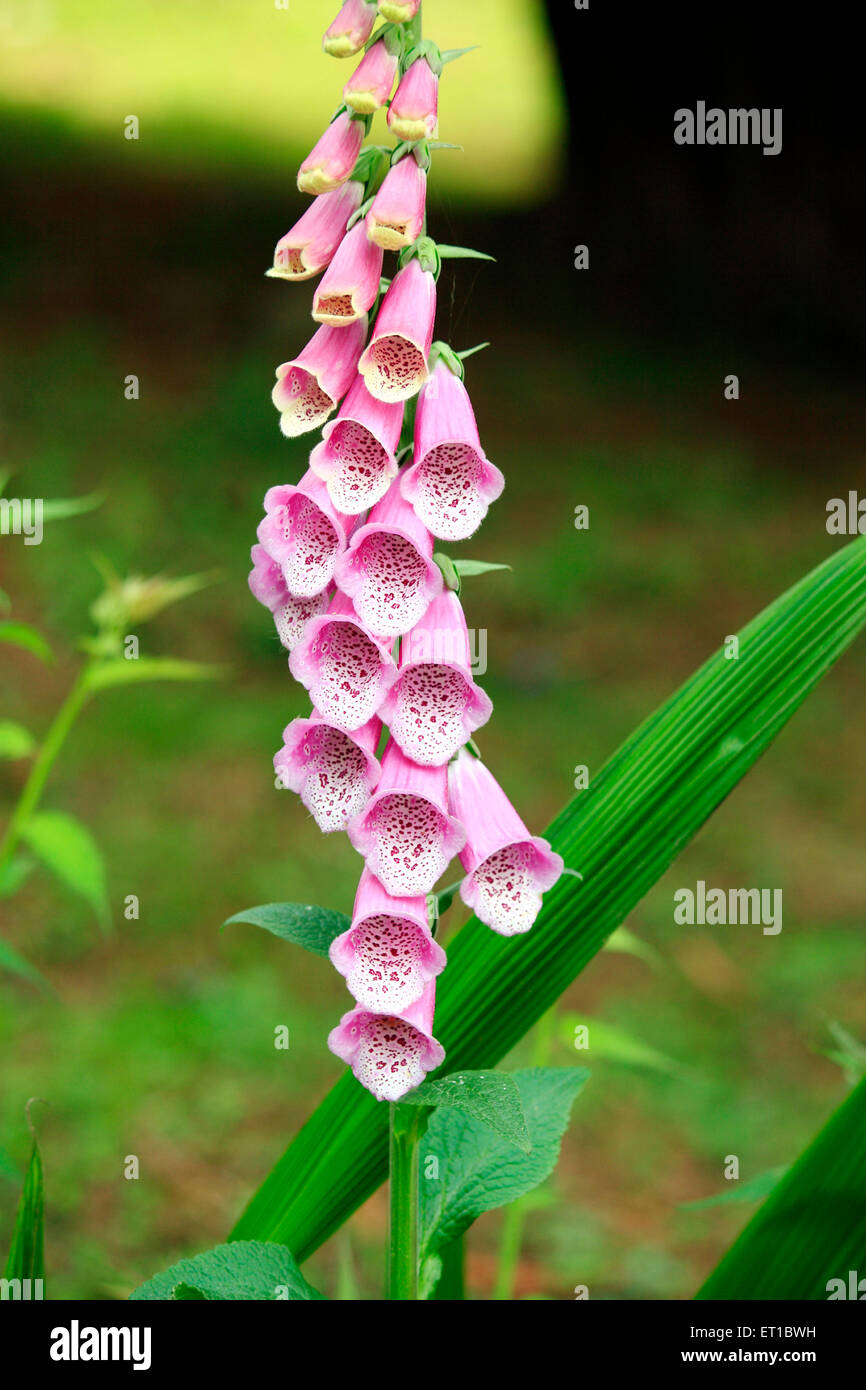Digitale digitale fleurs Banque de photographies et d’images à haute ...