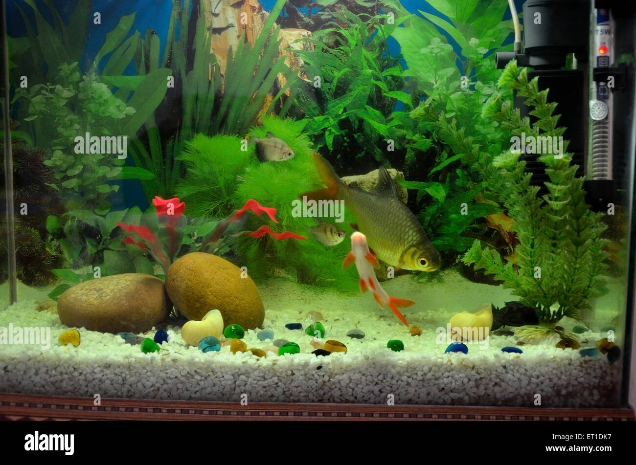 Bac à poisson Banque de photographies et d’images à haute résolution ...