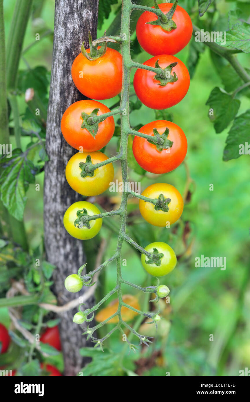 Tomates dans le jardin Banque de photographies et d’images à haute ...