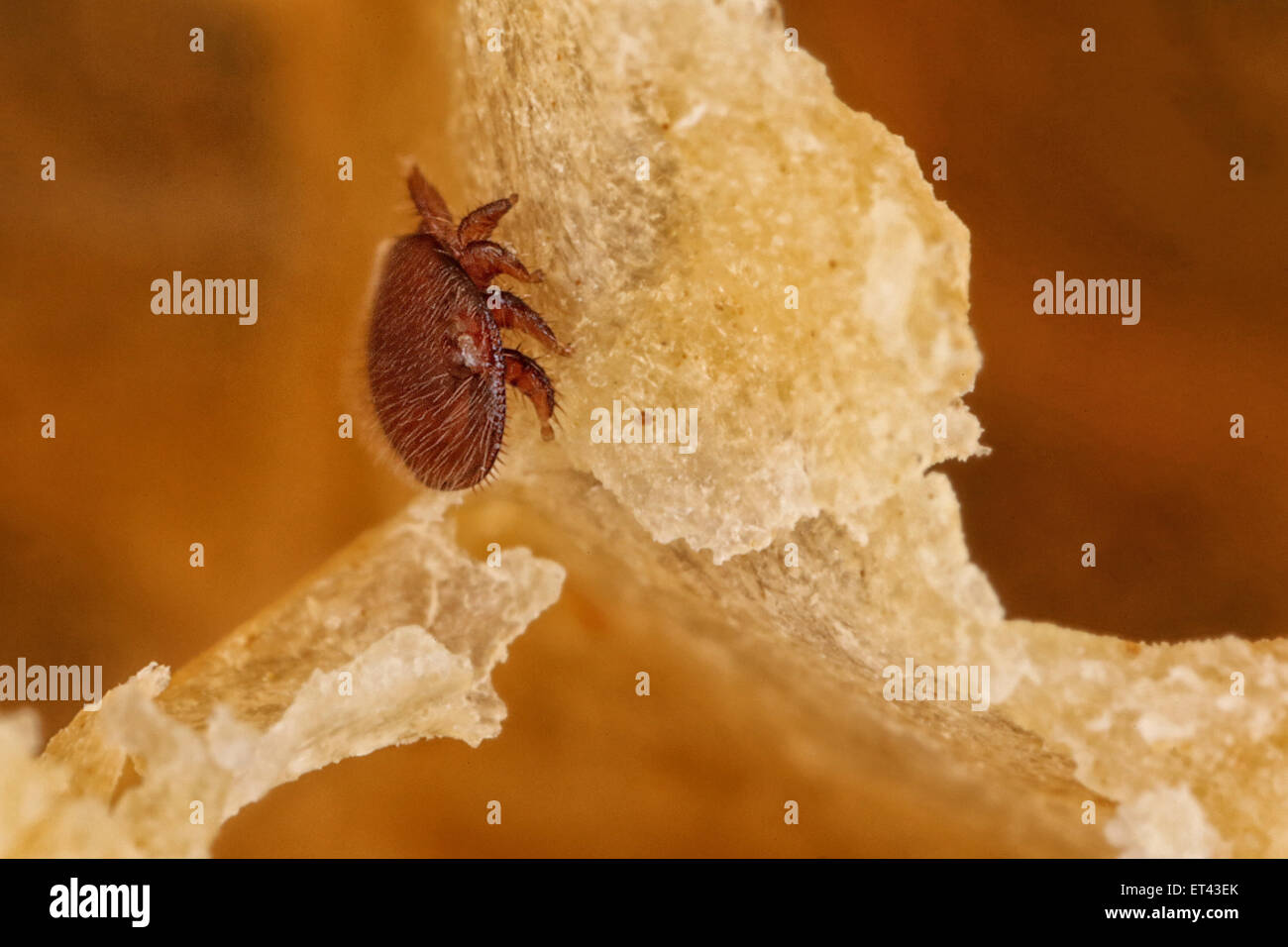 Abeilles varroa Banque de photographies et d’images à haute résolution ...