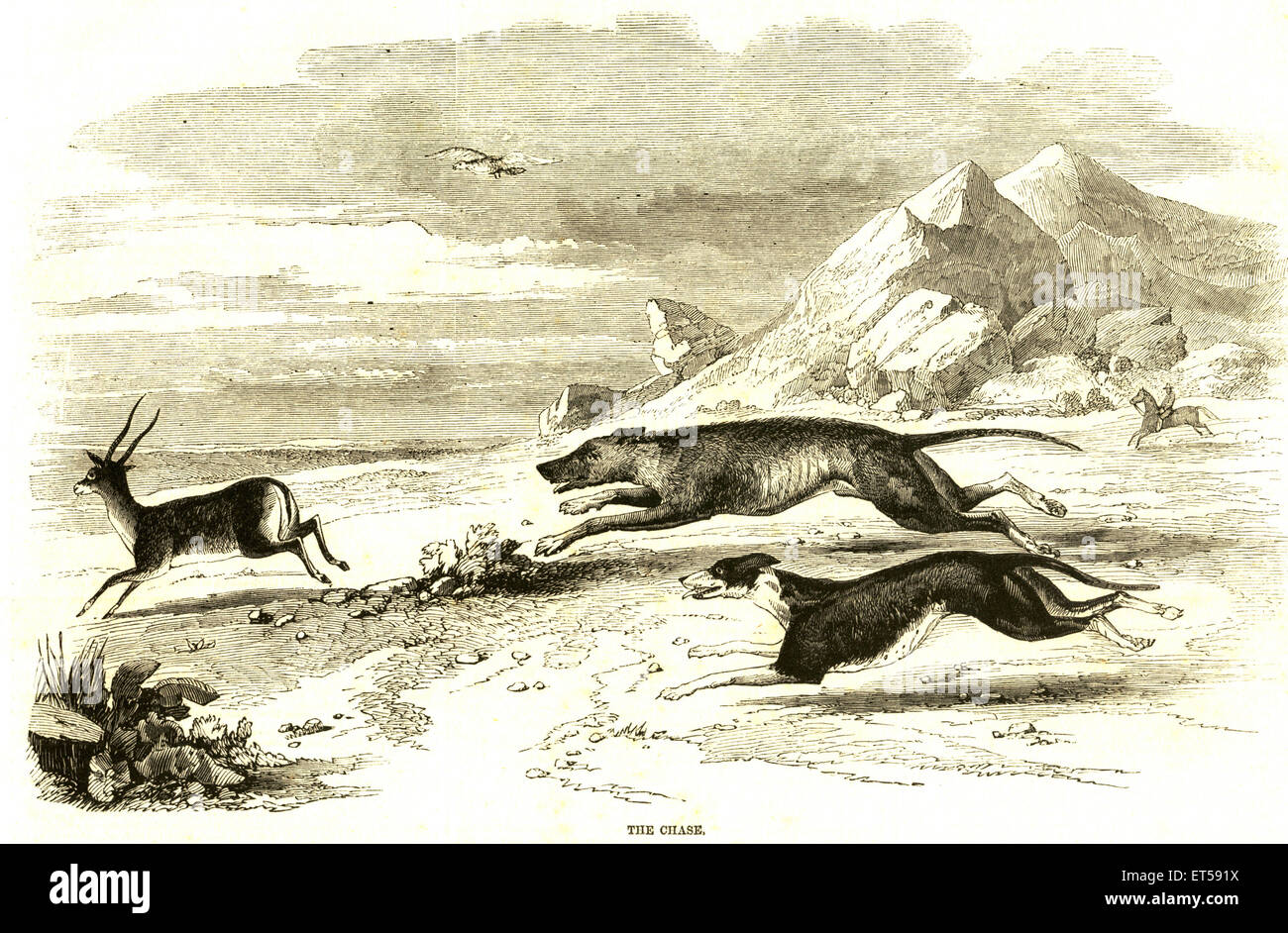 Animaux de chasse Banque de photographies et d’images à haute ...