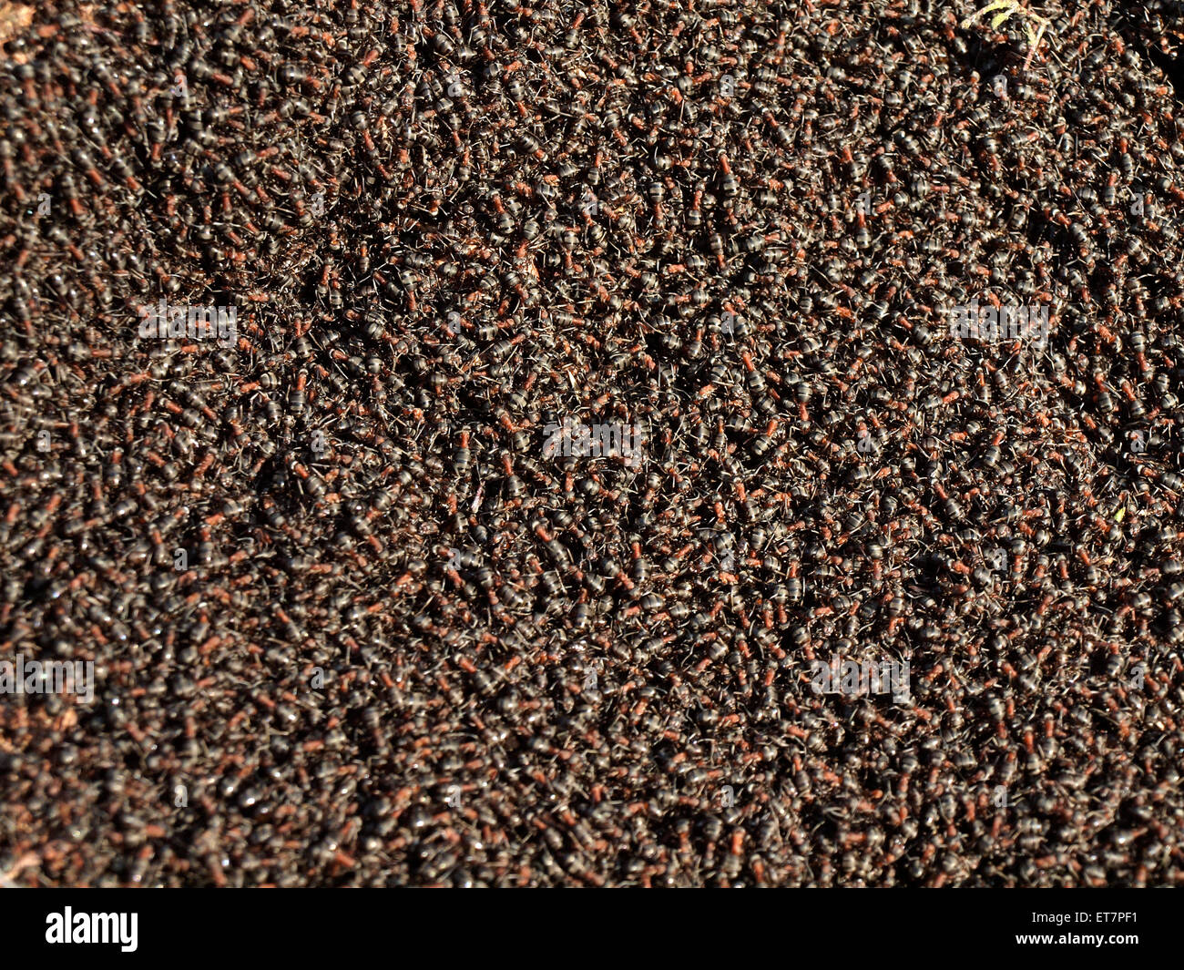 Colonie de fourmis Banque de photographies et d’images à haute ...