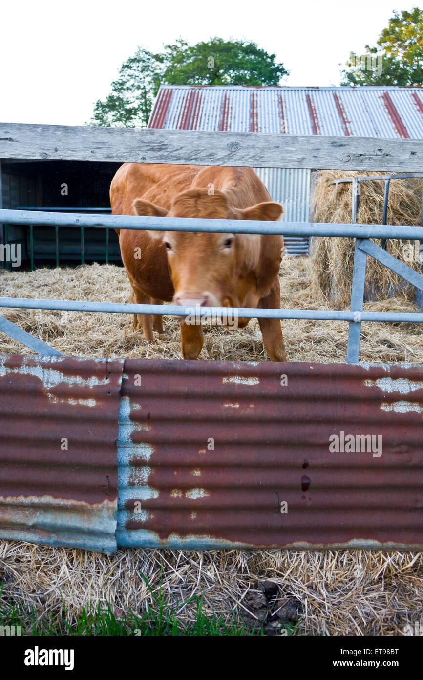 Ferme de jersey Banque de photographies et d’images à haute résolution ...