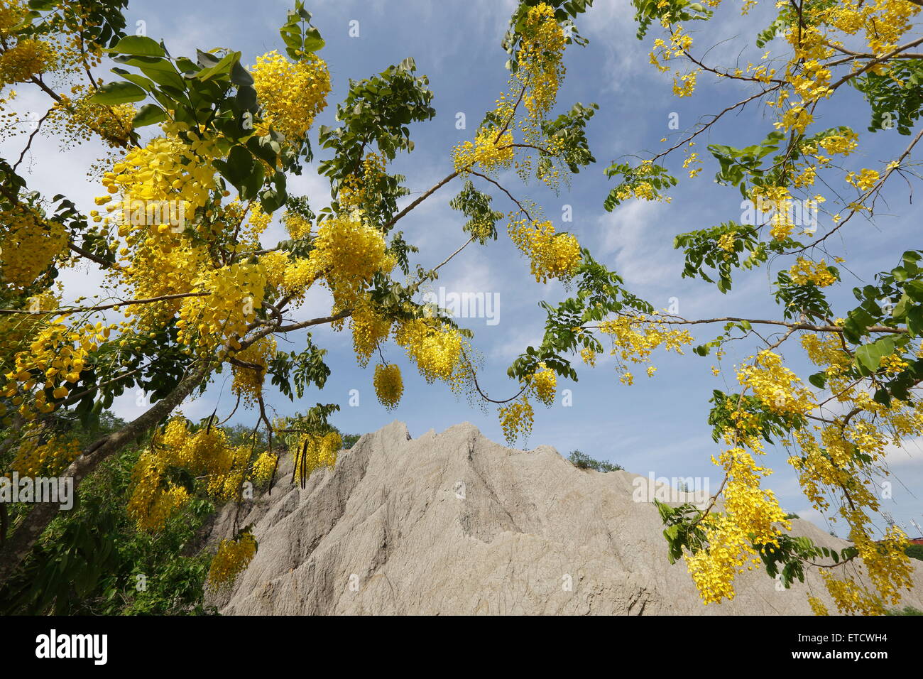 Golden shower tree Banque de photographies et d’images à haute ...