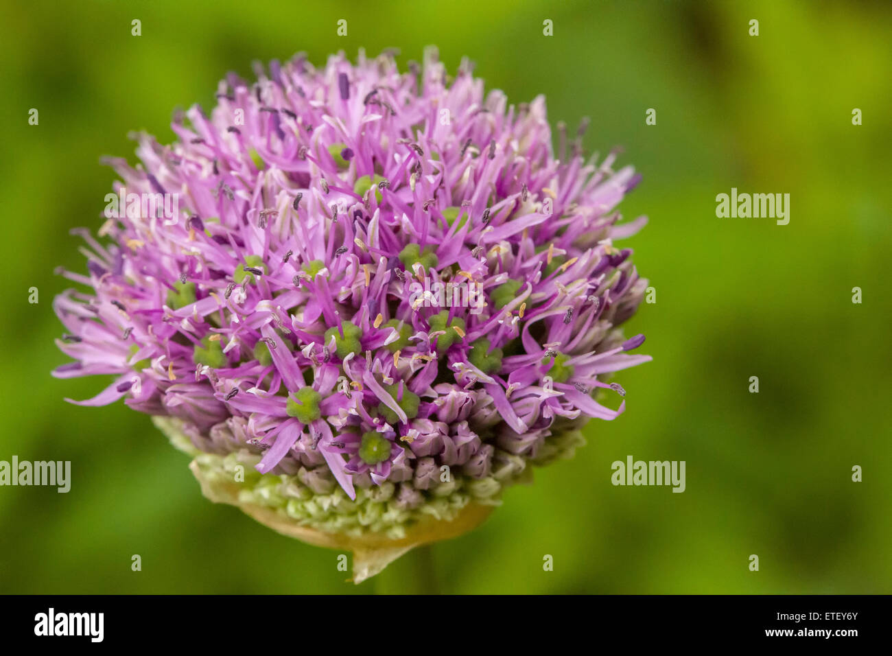 Bouton floral d'oignon Banque de photographies et d’images à haute ...