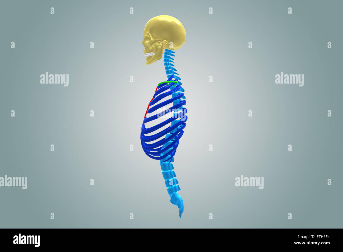illustration de l'anatomie 3d des parties du squelette humain Photo ...