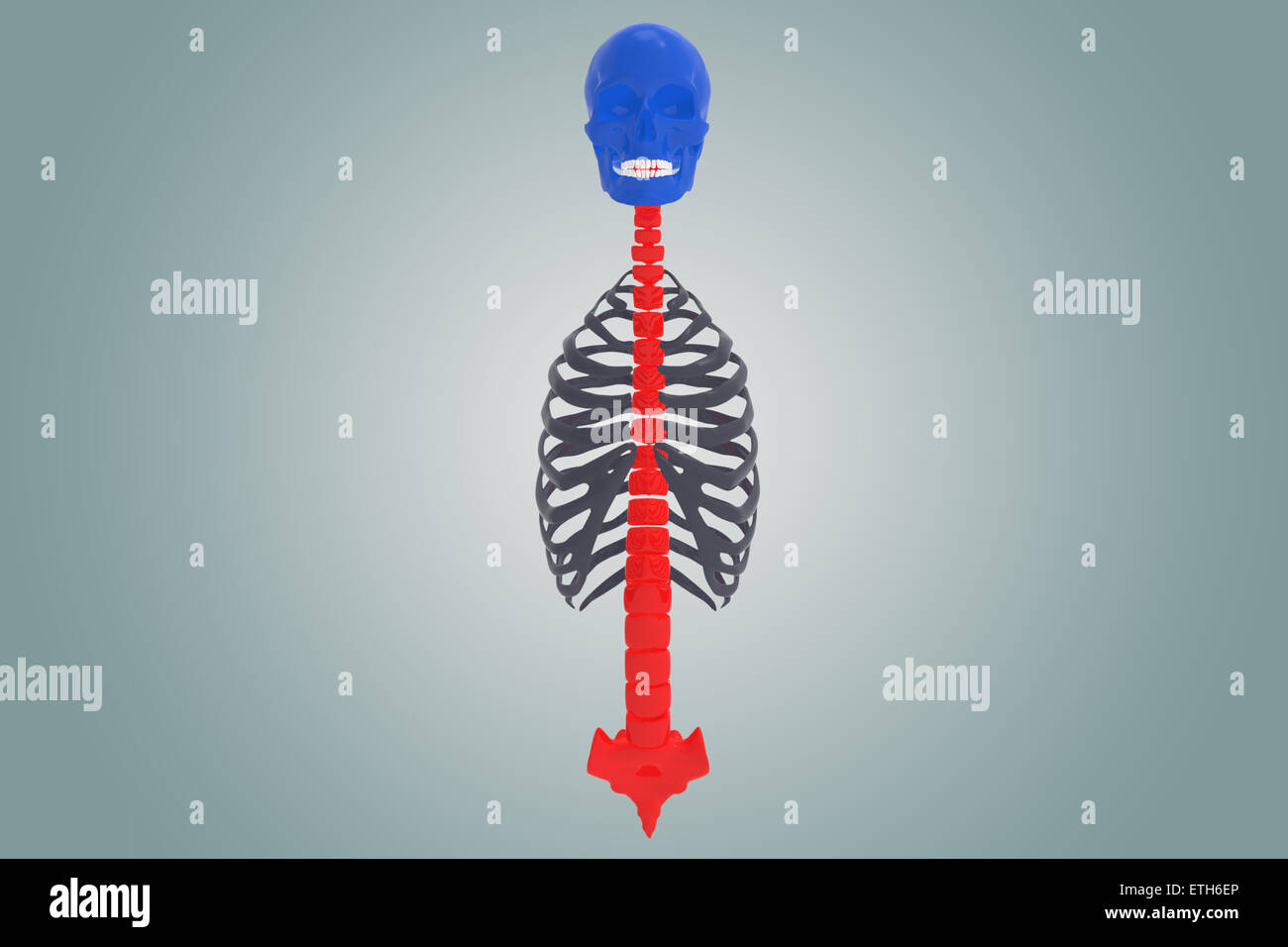 illustration de l'anatomie 3d des parties du squelette humain Photo ...