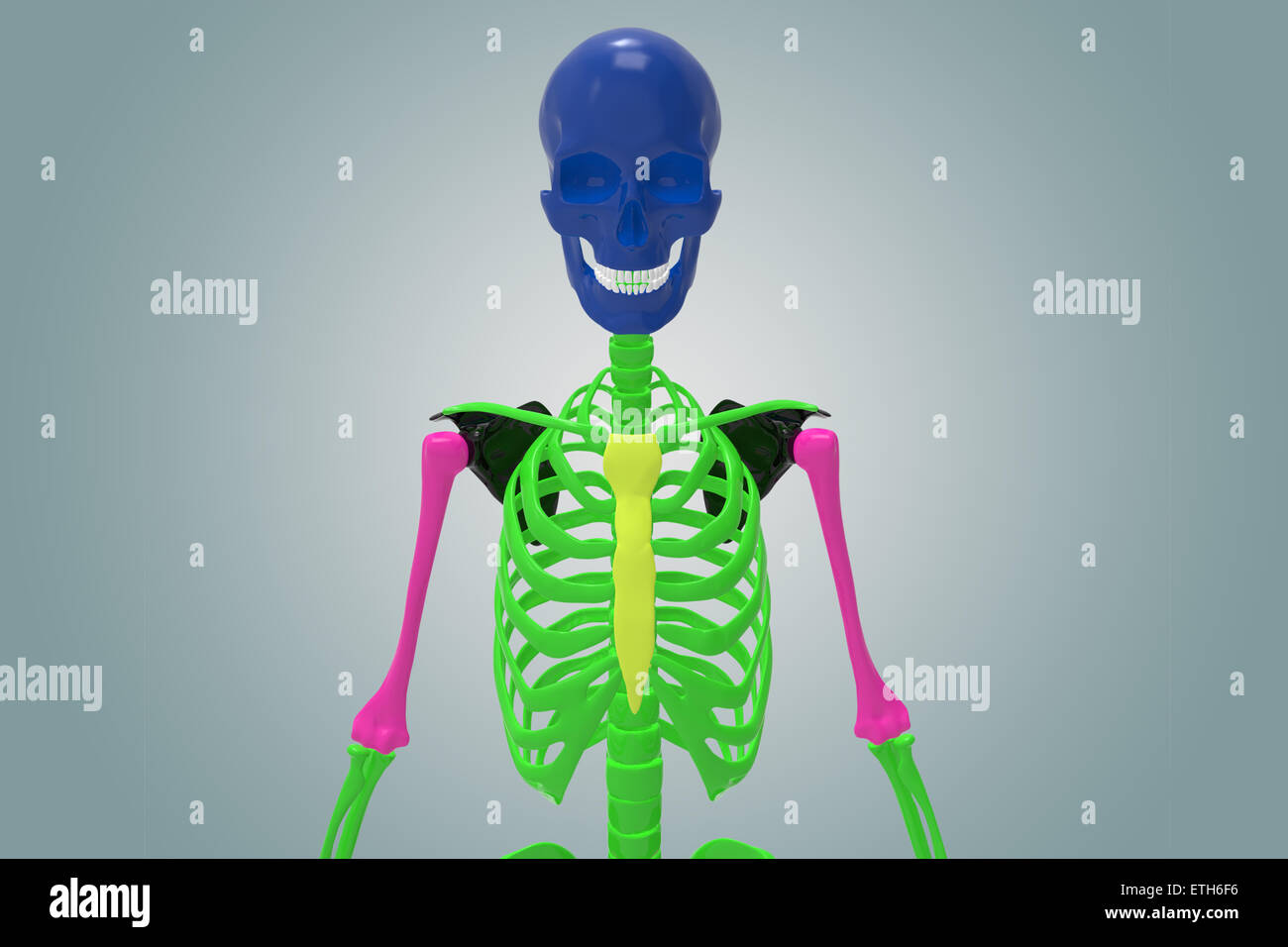 illustration de l'anatomie 3d des parties du squelette humain Photo ...