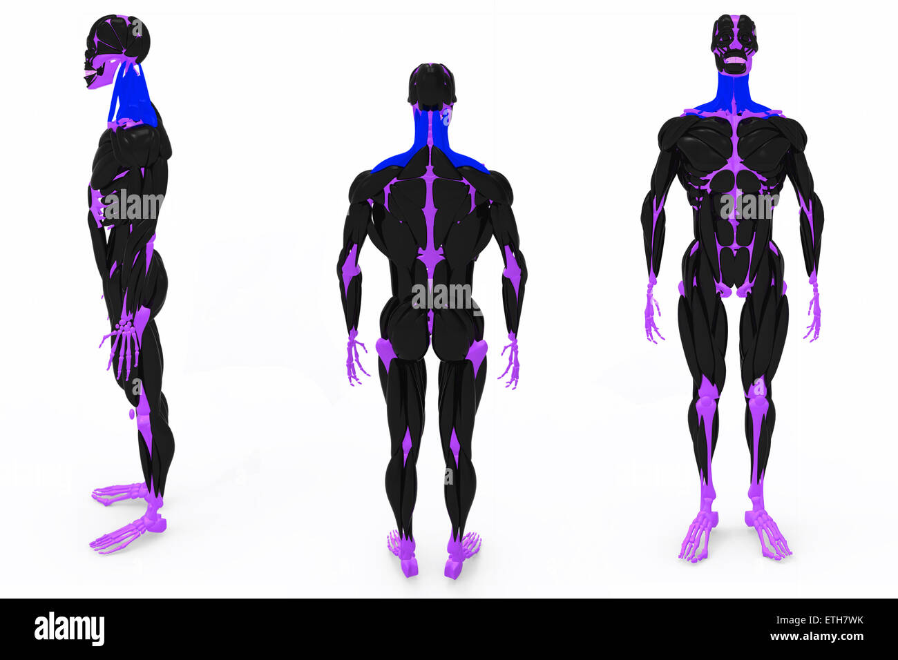 Anatomie des muscles du dos Banque de photographies et d’images à haute ...