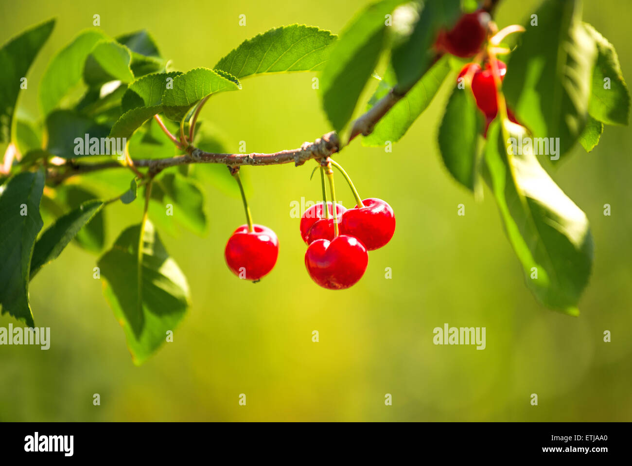 Cerisier fruit Banque de photographies et d’images à haute résolution ...