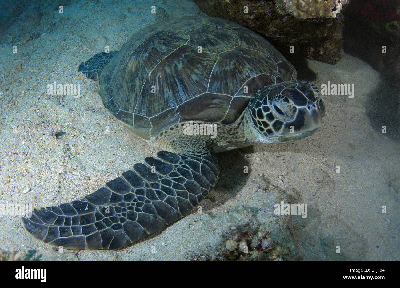 Tortue verte (Chelonia mydas) dormir à côté d'une barrière de corail ...