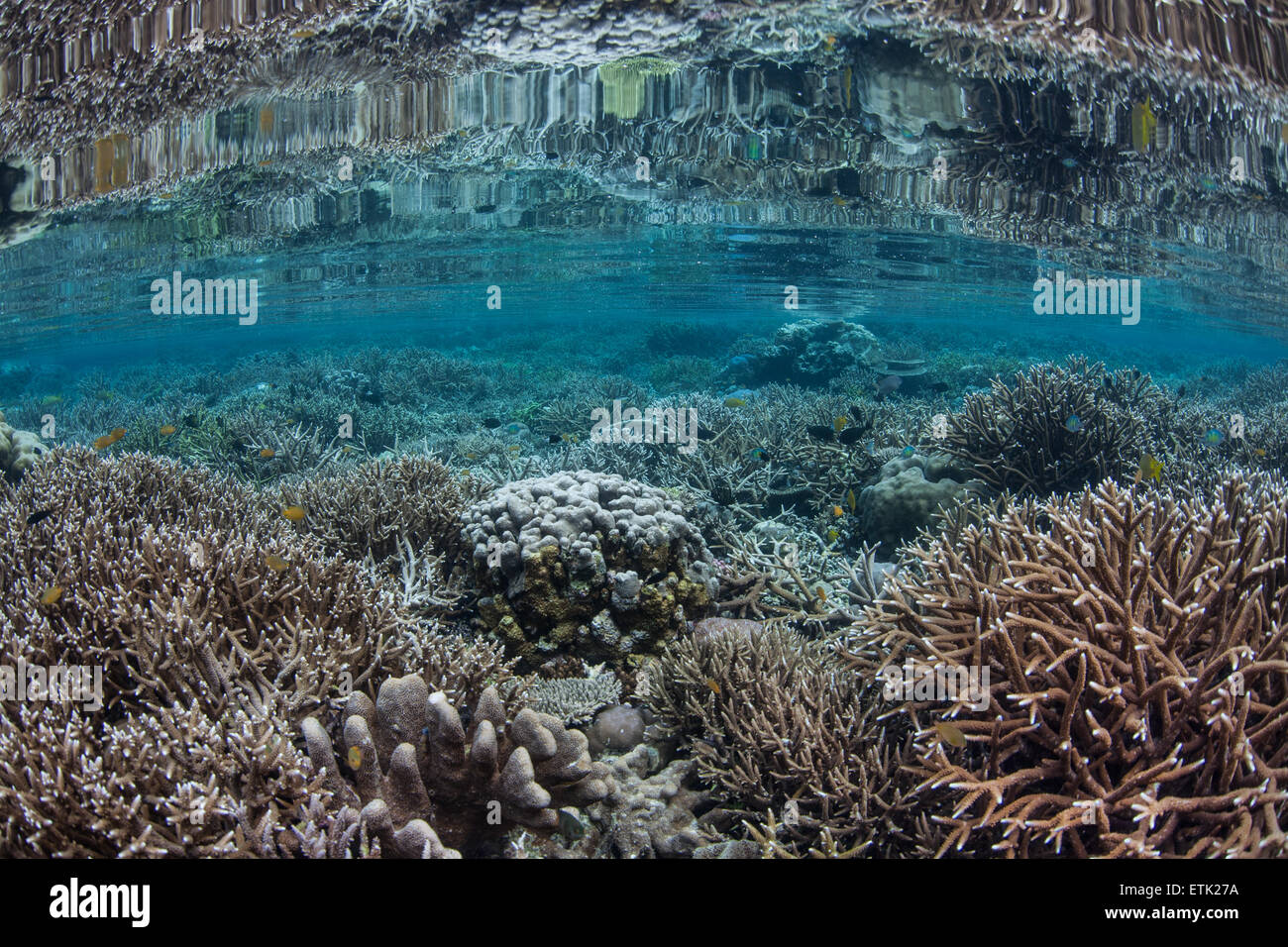 Un beau récif de corail pousse dans les eaux peu profondes à Raja Ampat ...