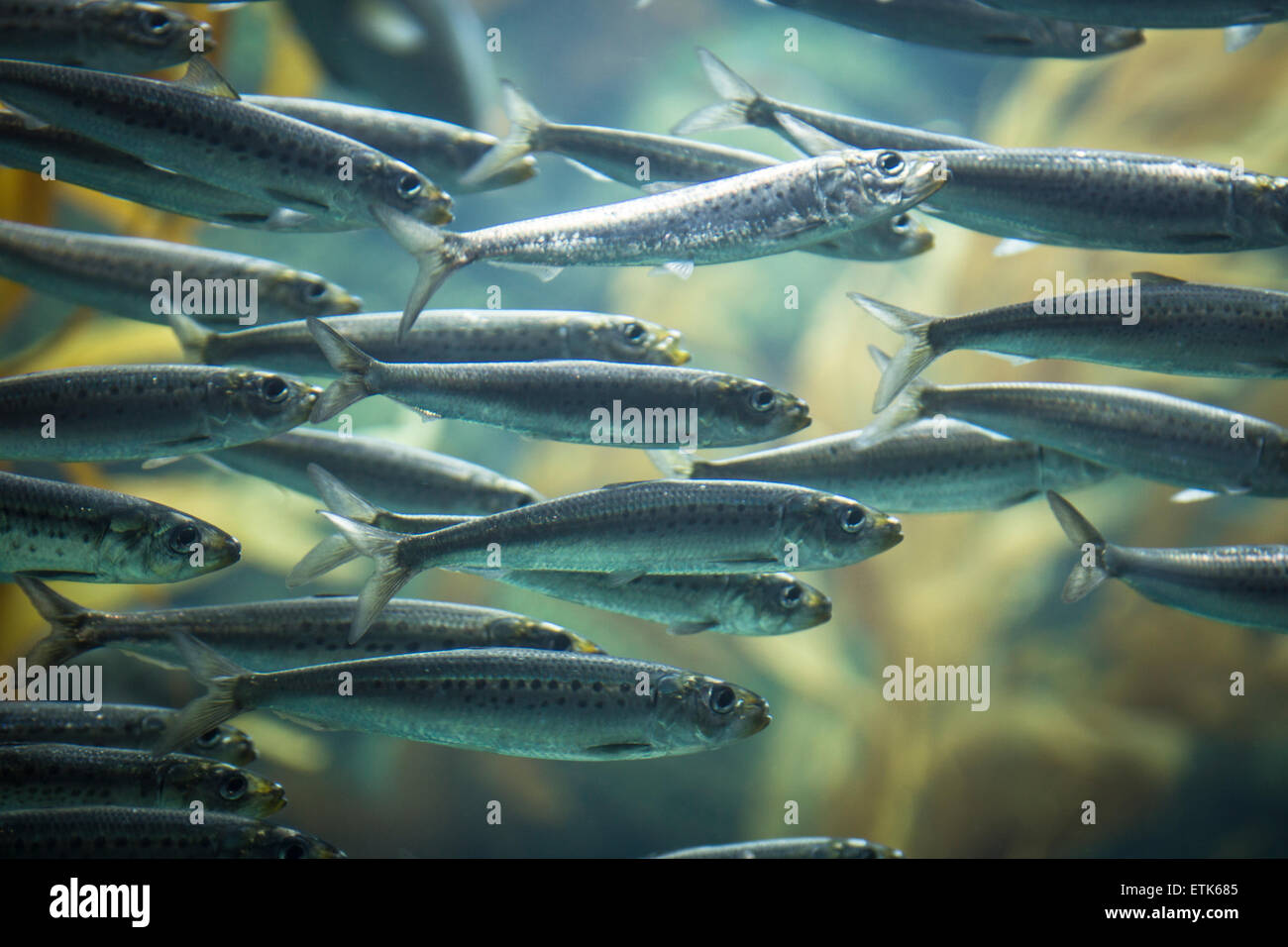 Sardines du pacifique Banque de photographies et d’images à haute ...