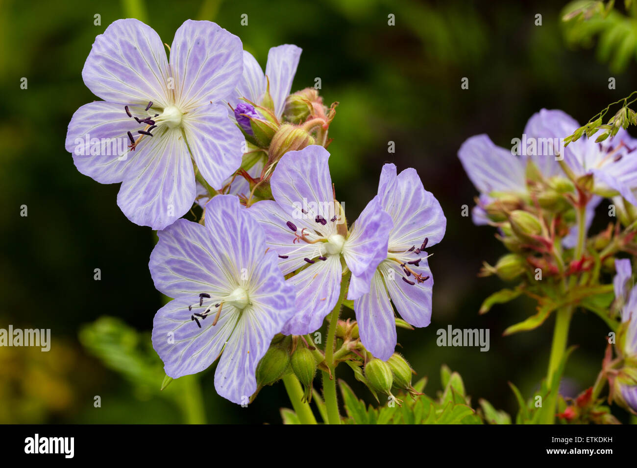 Geranium pratense 'mrs kendall clark' Banque de photographies et d ...