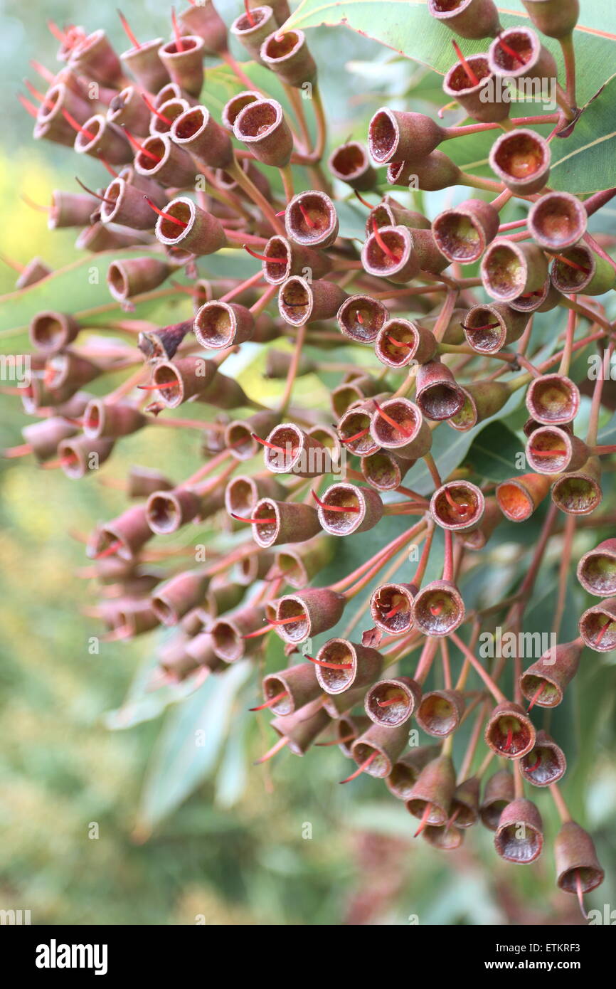 Fruits rouges sauvages Banque de photographies et d’images à haute ...