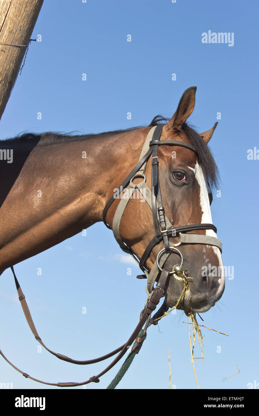 Cheval bleu Banque de photographies et d’images à haute résolution - Alamy