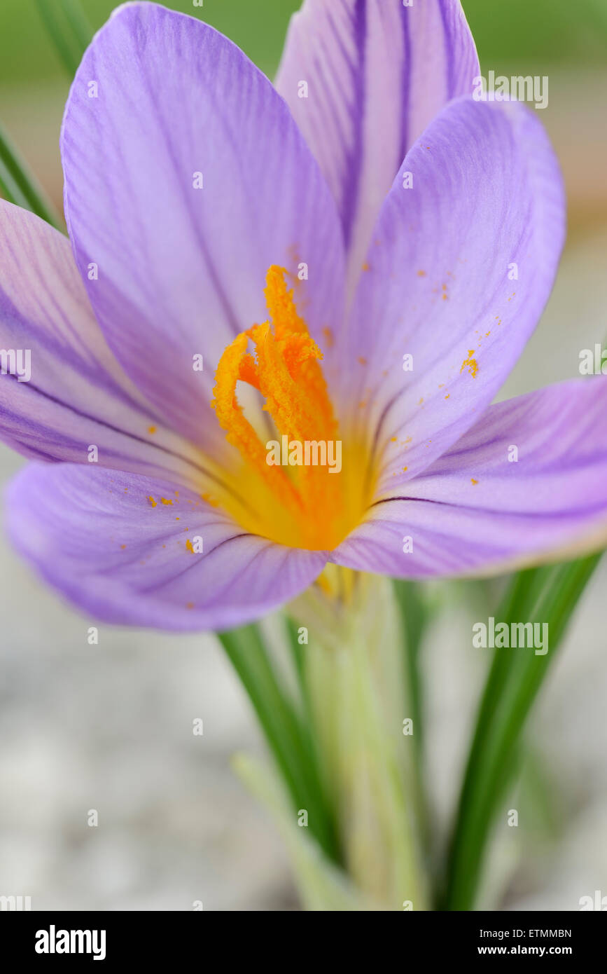 Crocus imperati Banque de photographies et d’images à haute résolution ...