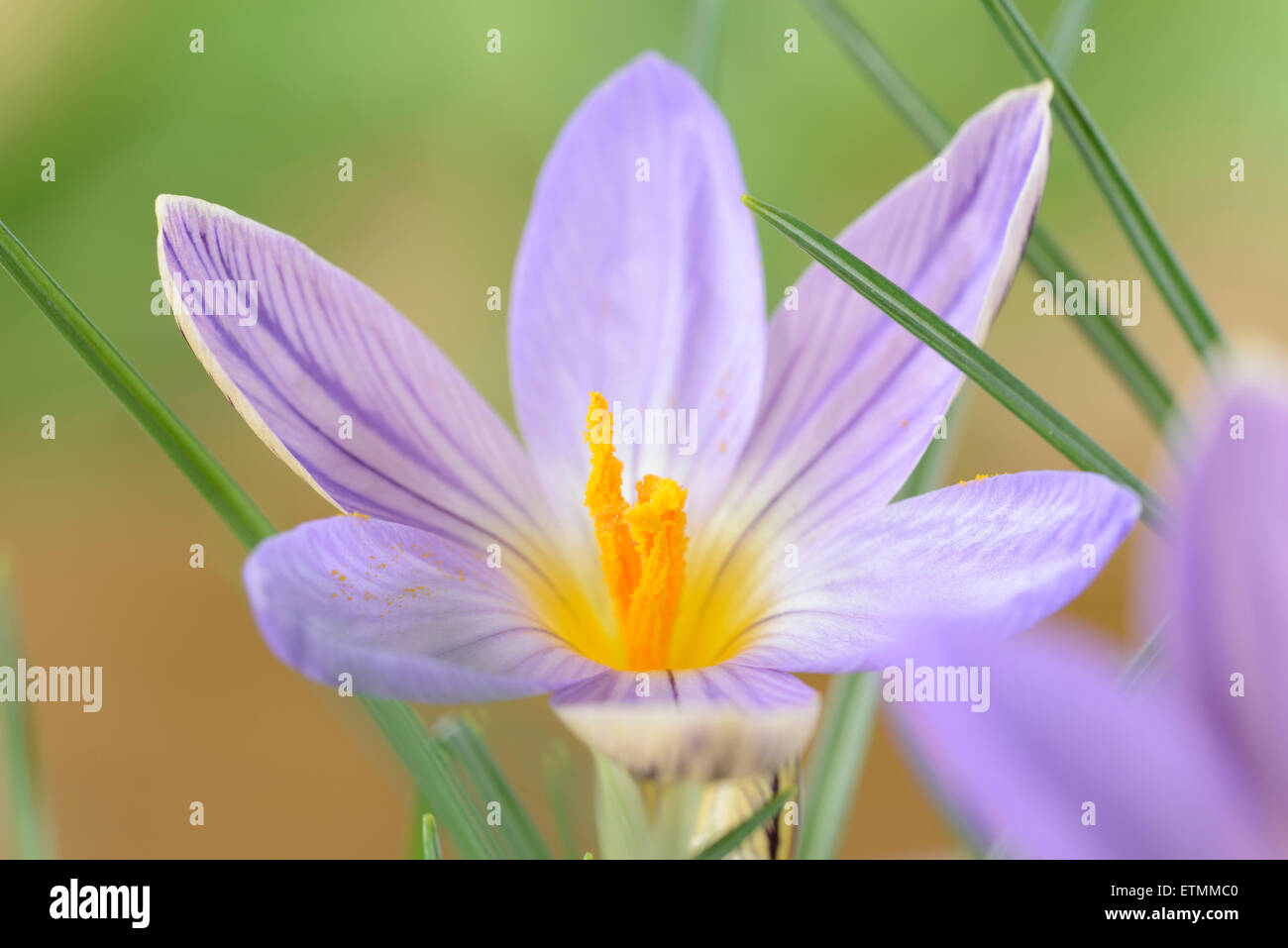 Crocus imperati Banque de photographies et d’images à haute résolution ...