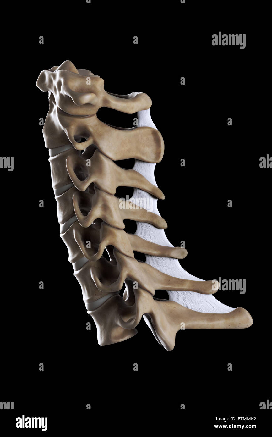 Vertèbres cervicales Banque de photographies et d’images à haute ...