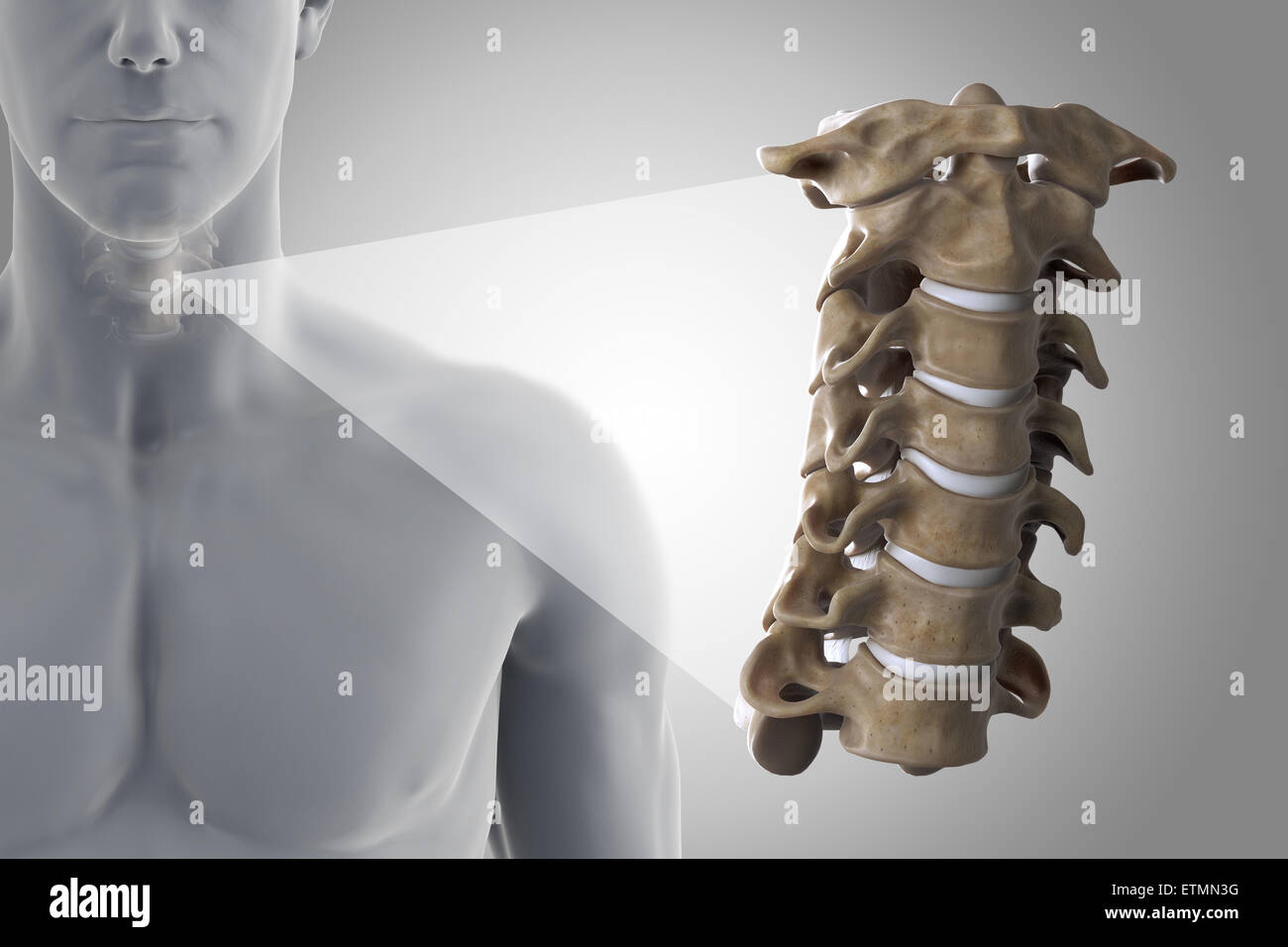 Interspinous ligament Banque de photographies et d’images à haute ...