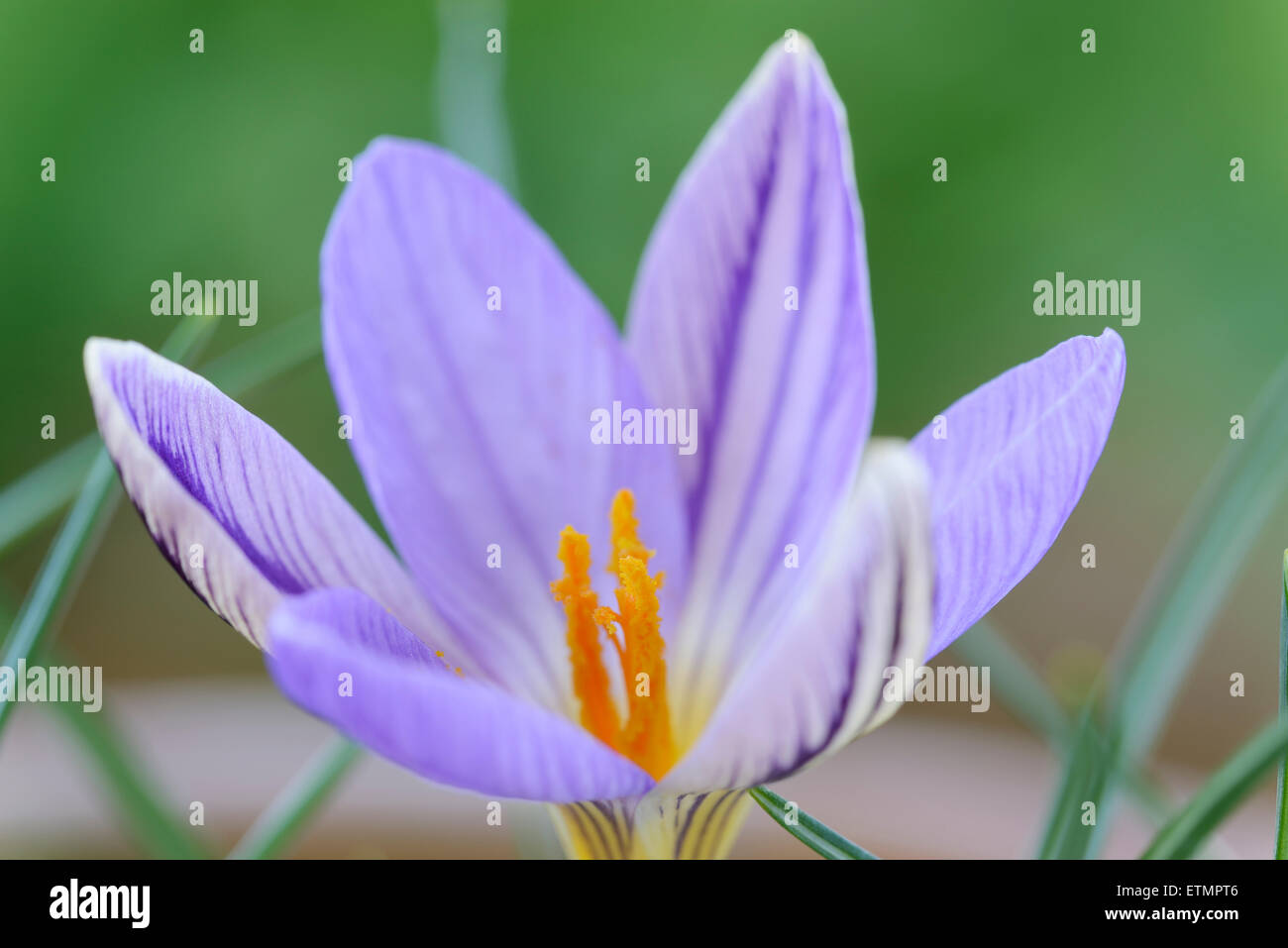Crocus imperati Banque de photographies et d’images à haute résolution ...