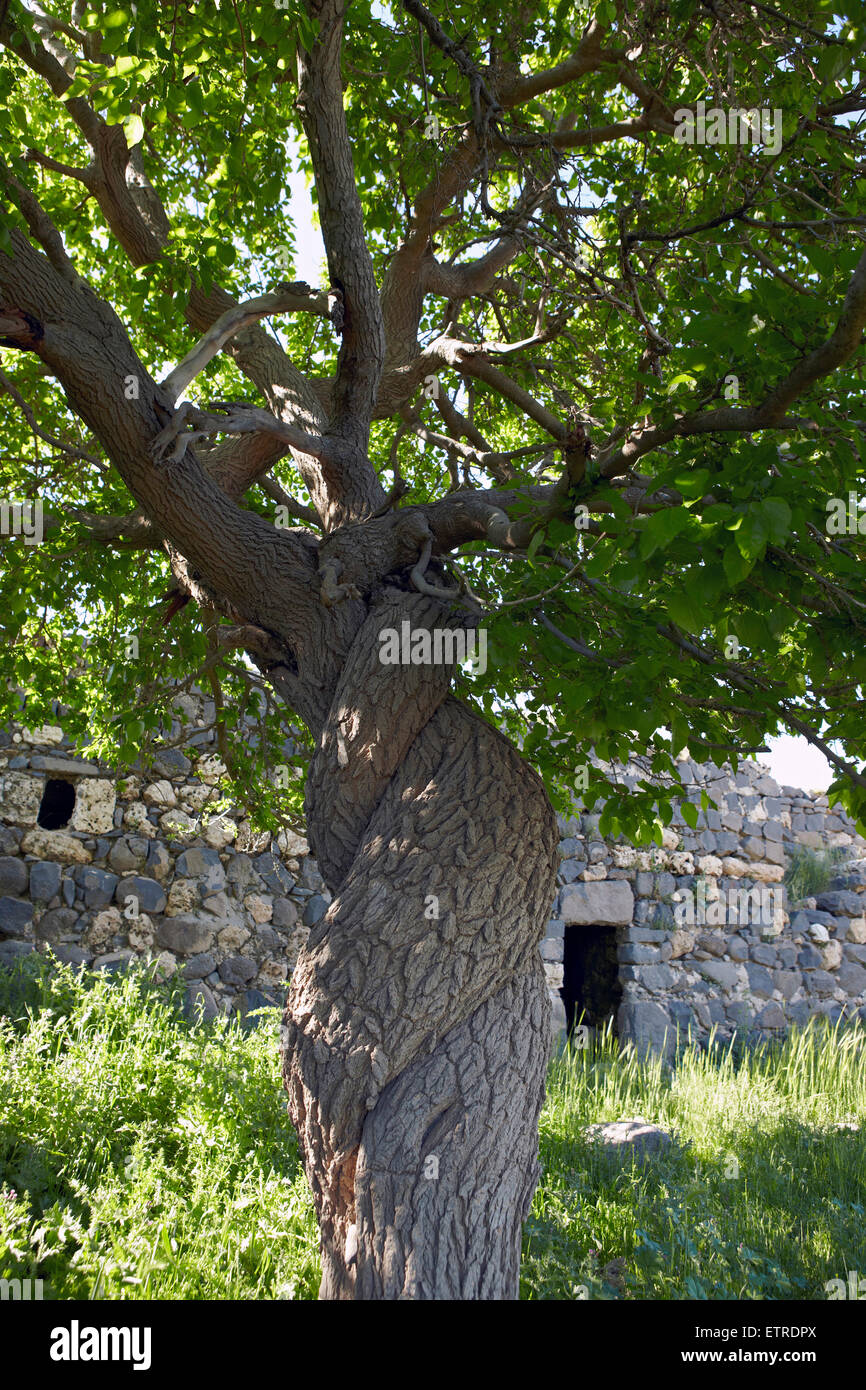 Grand arbre tordu Banque de photographies et d’images à haute ...